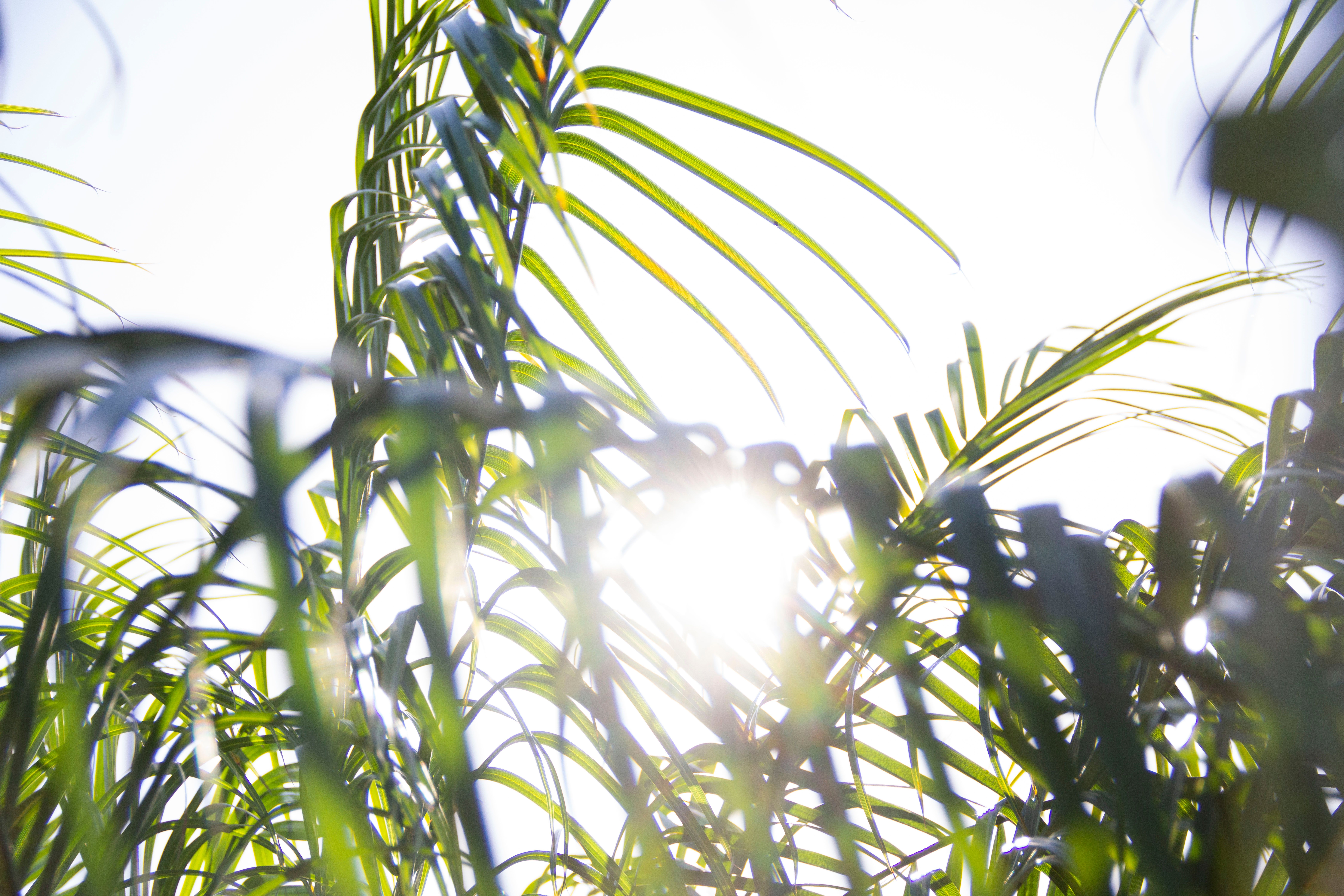 Close-Up Shot of Palm Leaves · Free Stock Photo