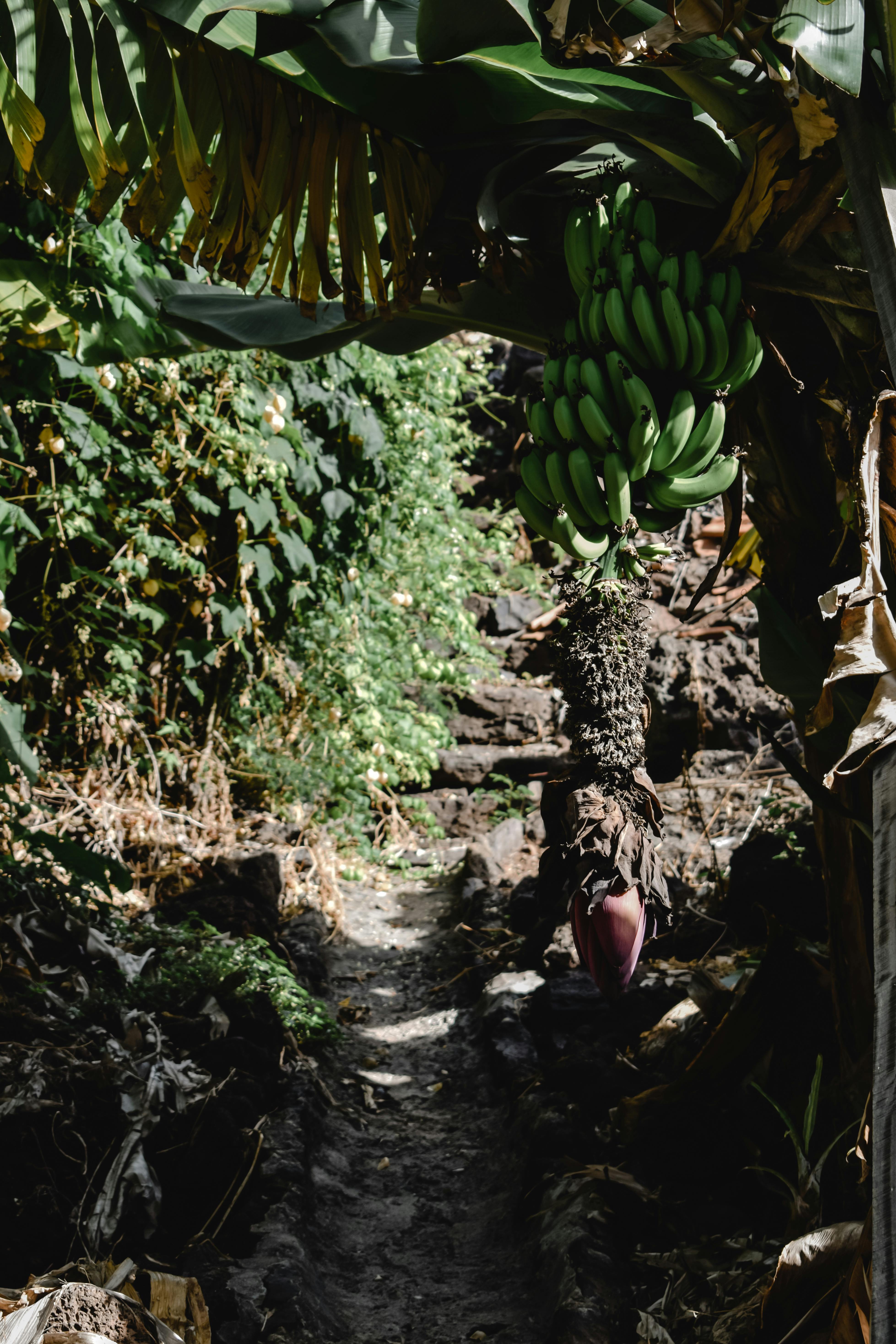 A Banana Tree Near a Narrow Pathway · Free Stock Photo