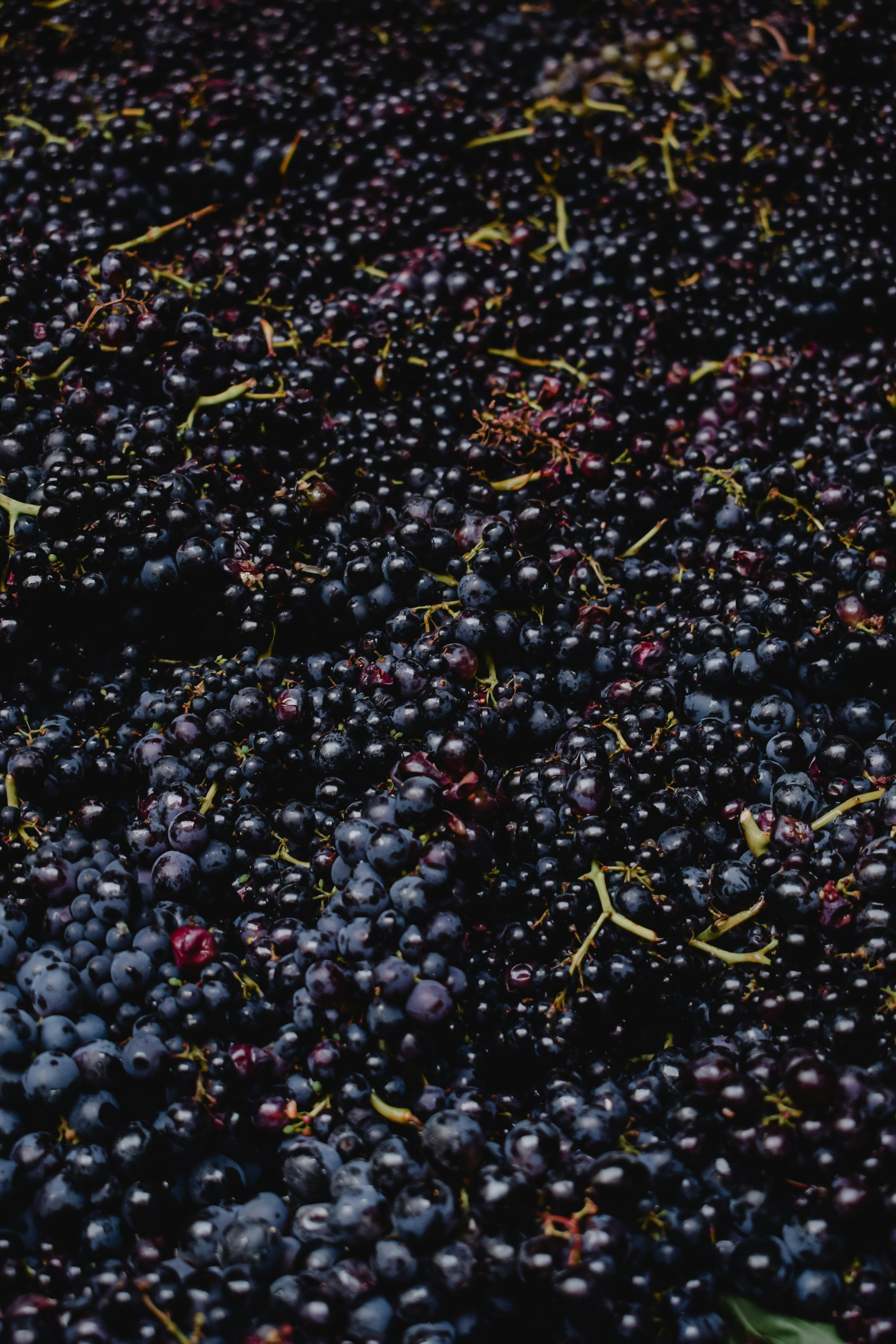 Close Up Shot of Grapes · Free Stock Photo