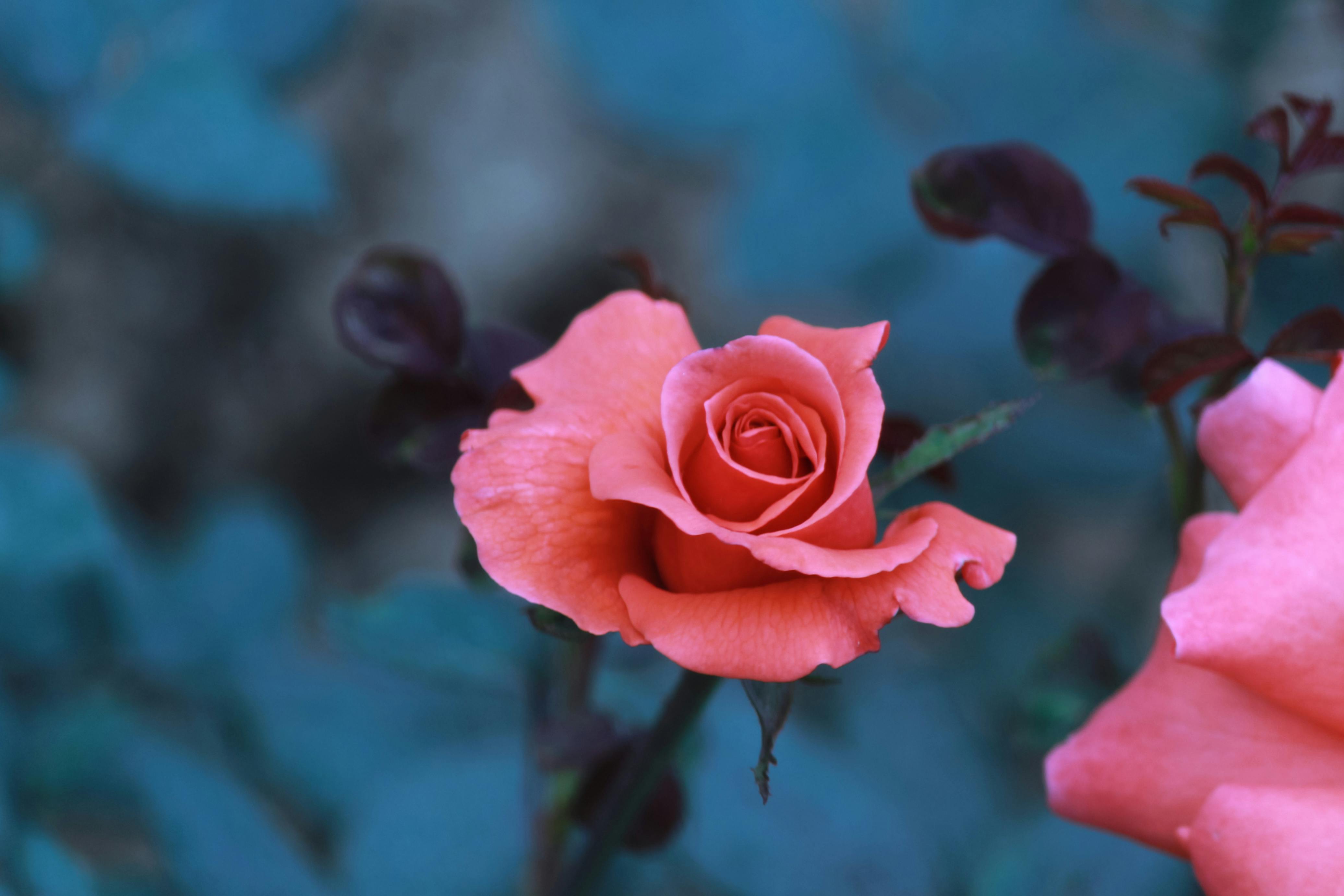 Close-Up Shot of a Pink Rose in Bloom · Free Stock Photo
