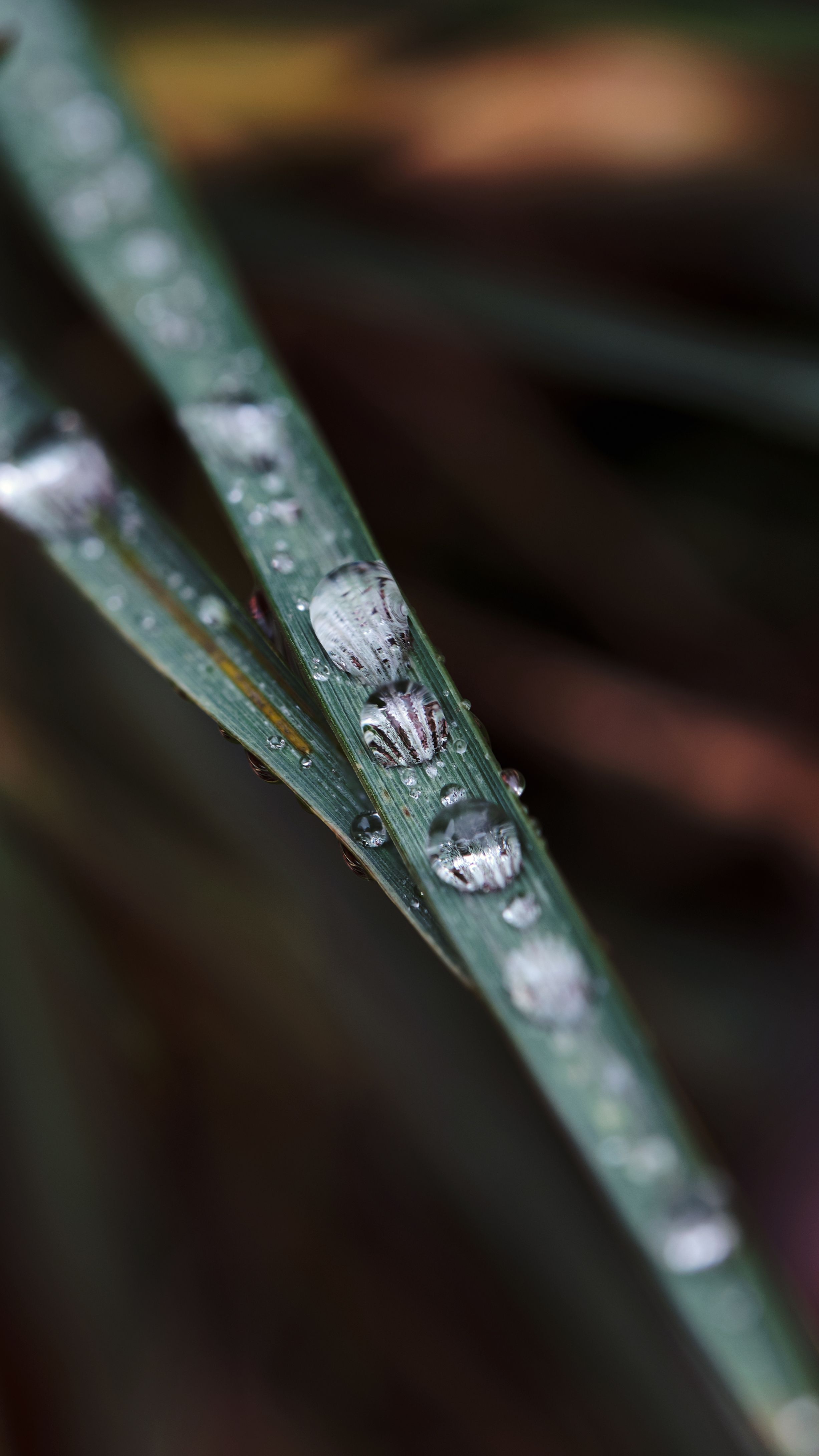 Green Frosted Leaf Plant · Free Stock Photo
