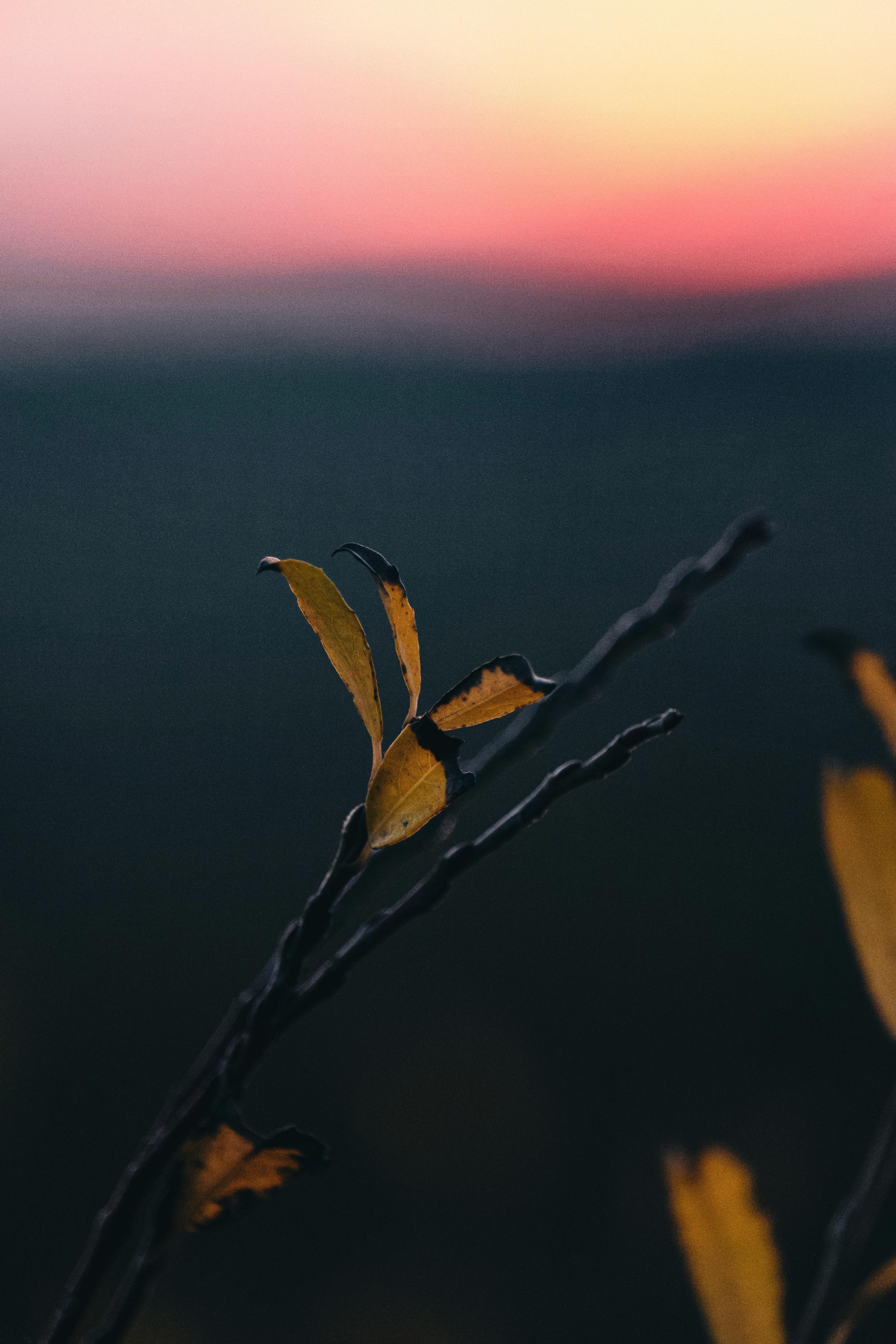 Photo of a Tree Branch · Free Stock Photo