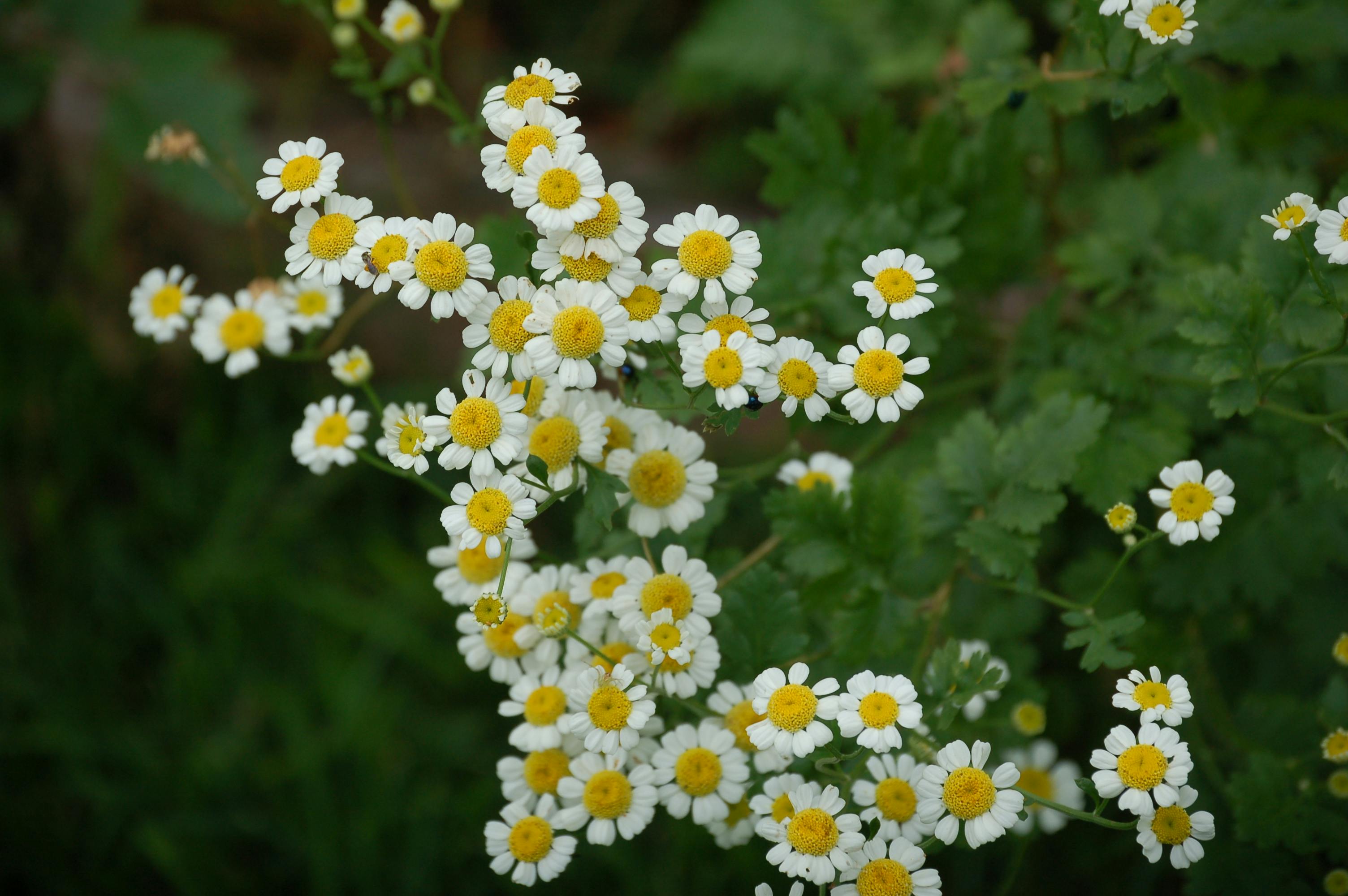 Close-Up Shot of Chamomile Flowers in Bloom · Free Stock Photo