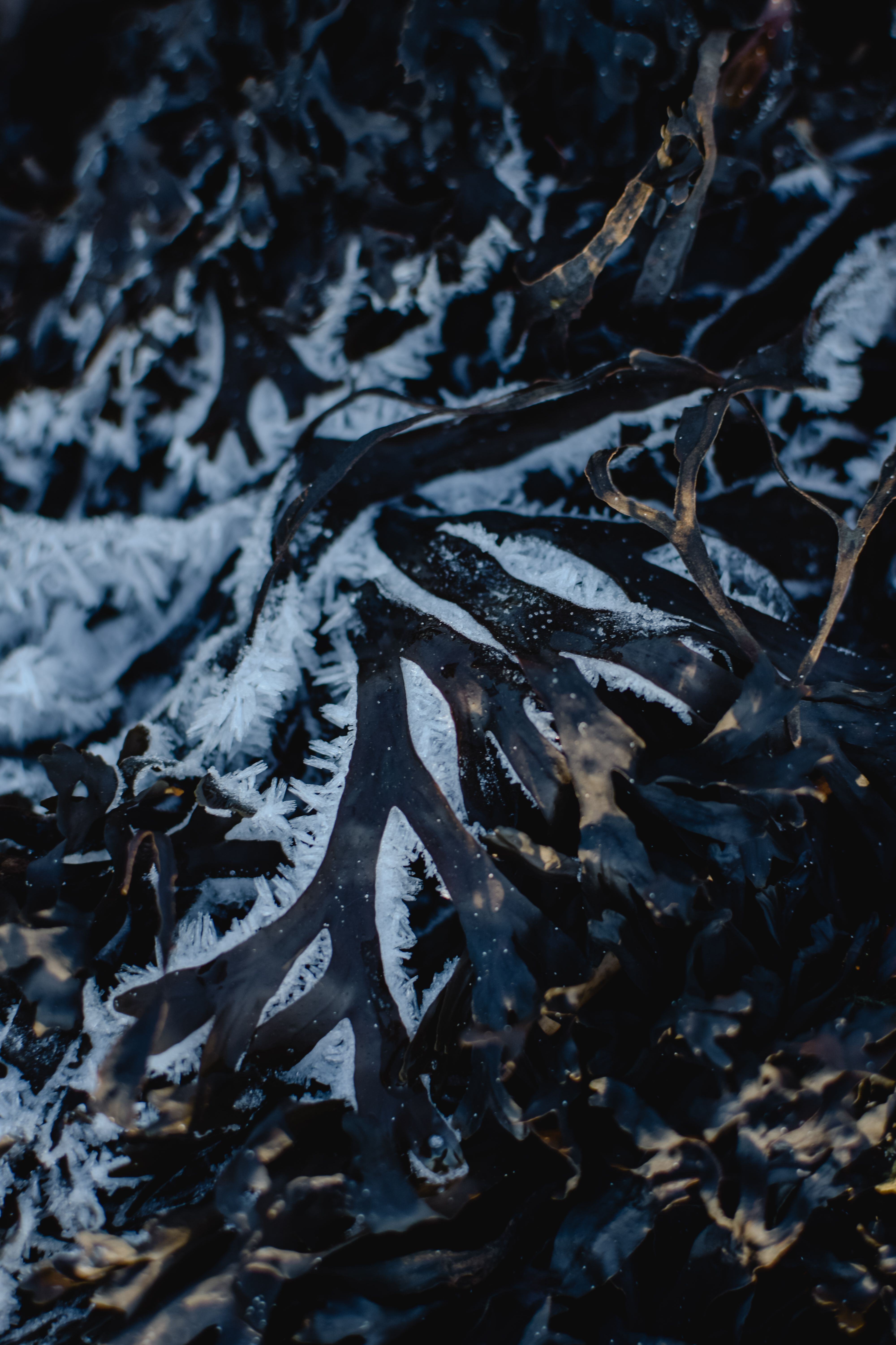 20 Best Kelp Photos 100 Free Download Pexels Stock Photos
