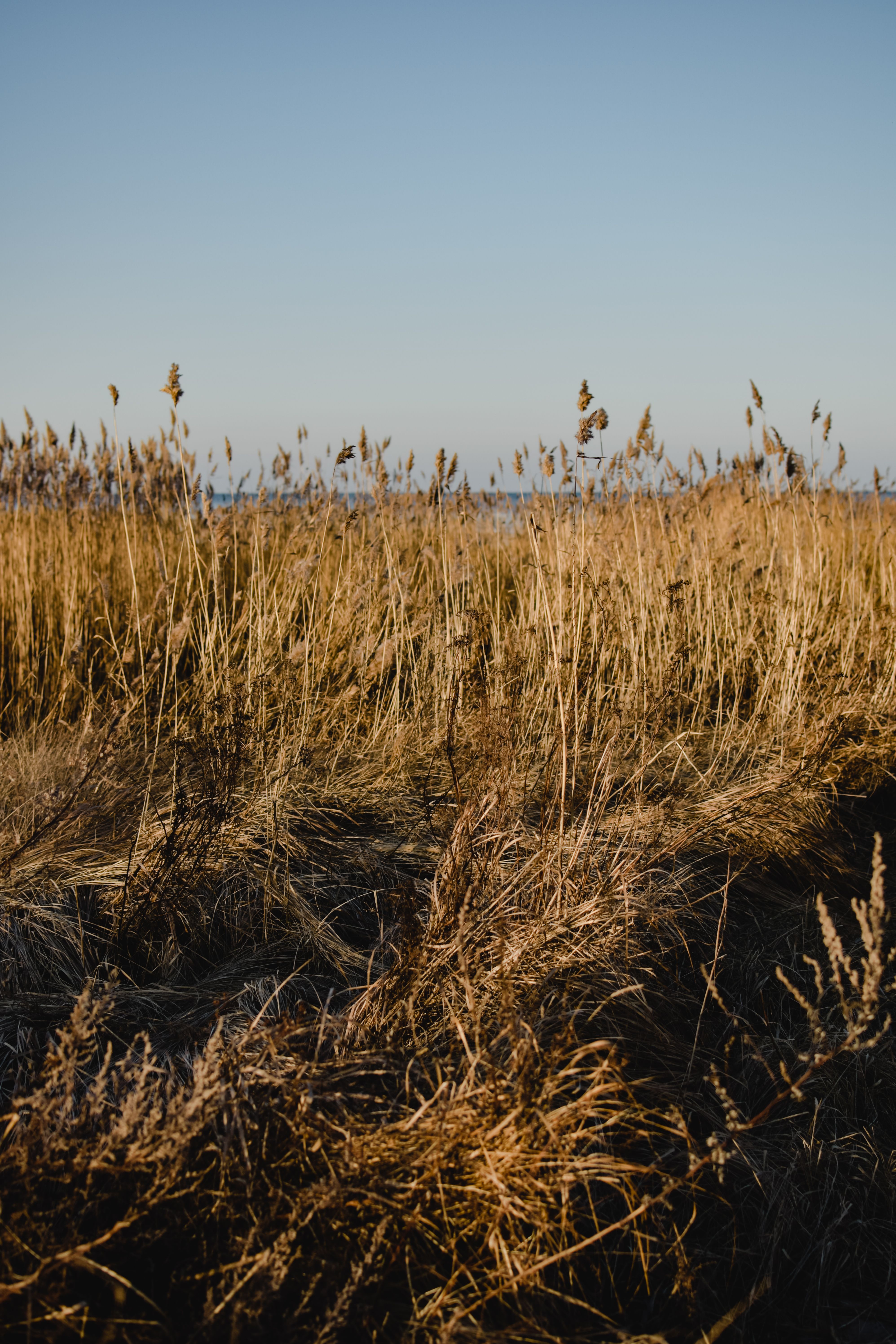 Field Aesthetics Photos, Download The BEST Free Field Aesthetics Stock ...