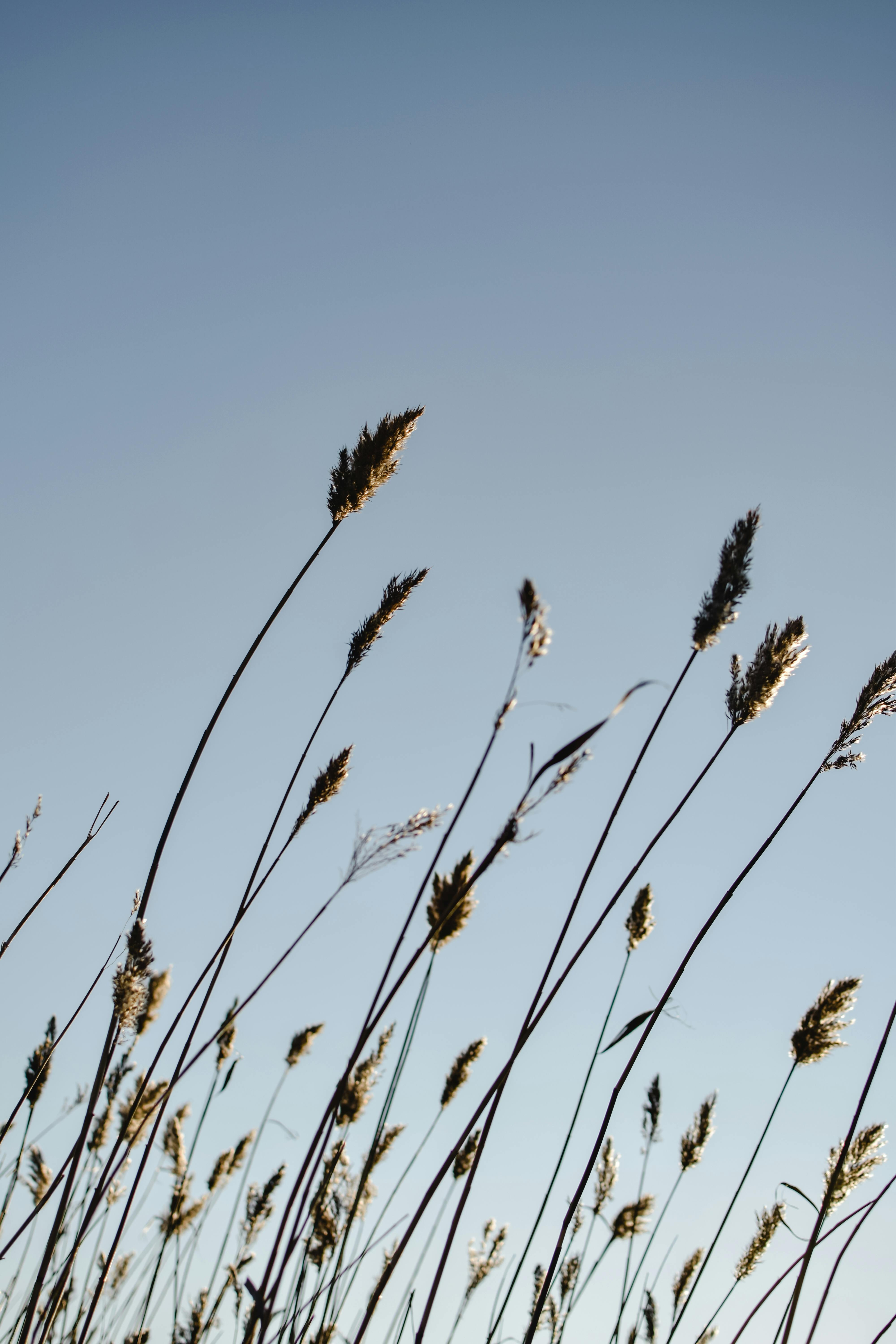 Tall Reeds Under the Clear Sky · Free Stock Photo