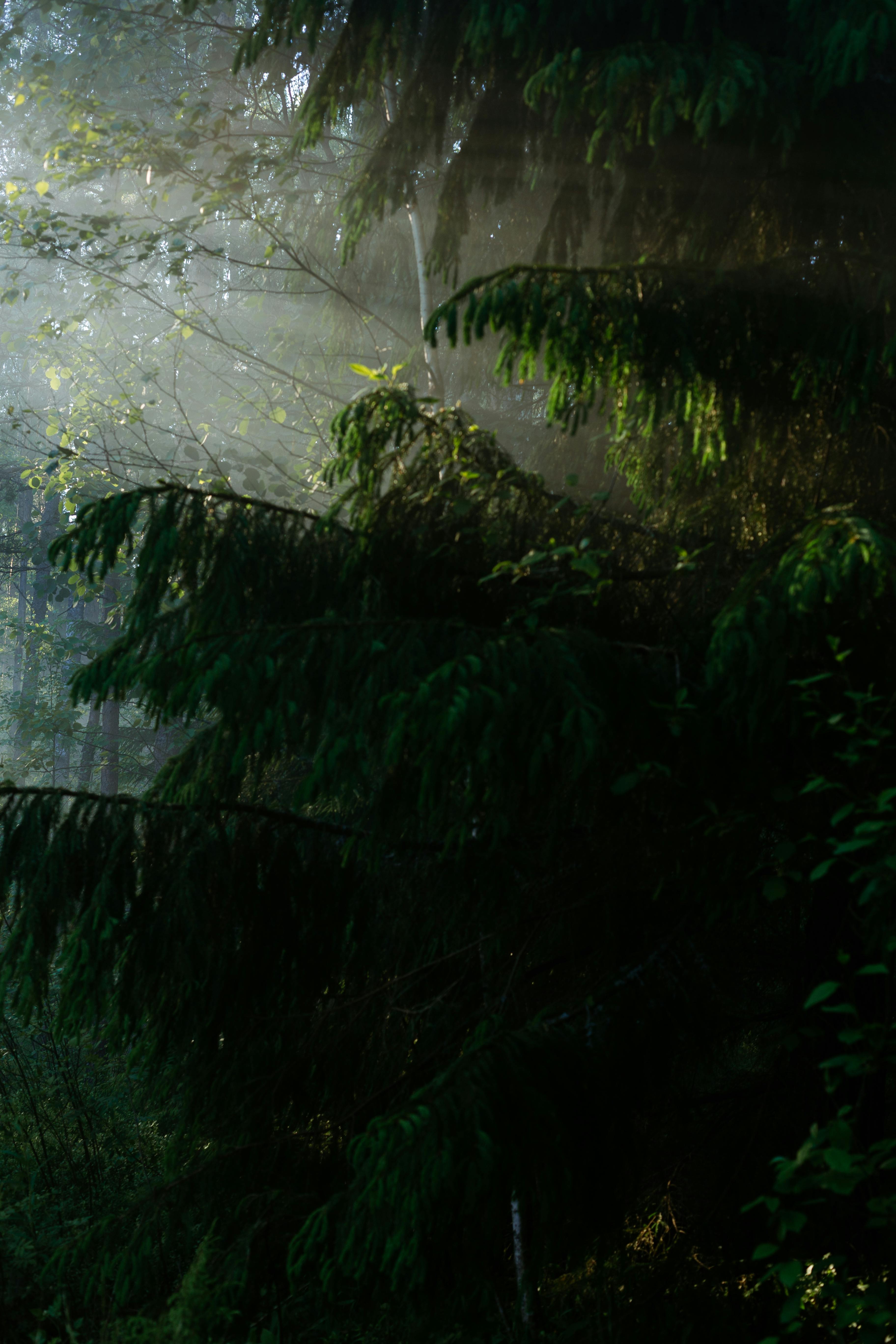 Shadow of home plant on wall · Free Stock Photo