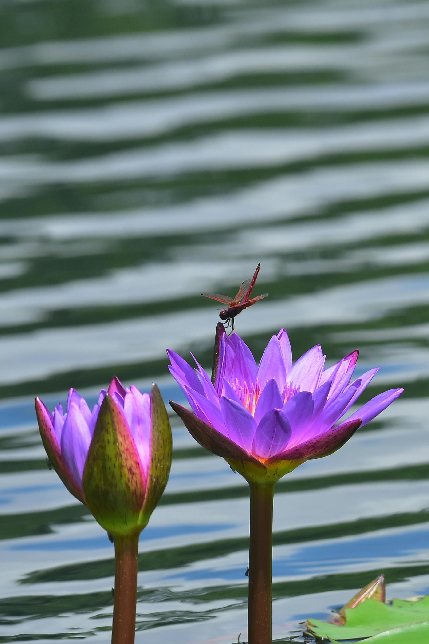 Lotus Fly Photos, Download The BEST Free Lotus Fly Stock Photos & HD Images