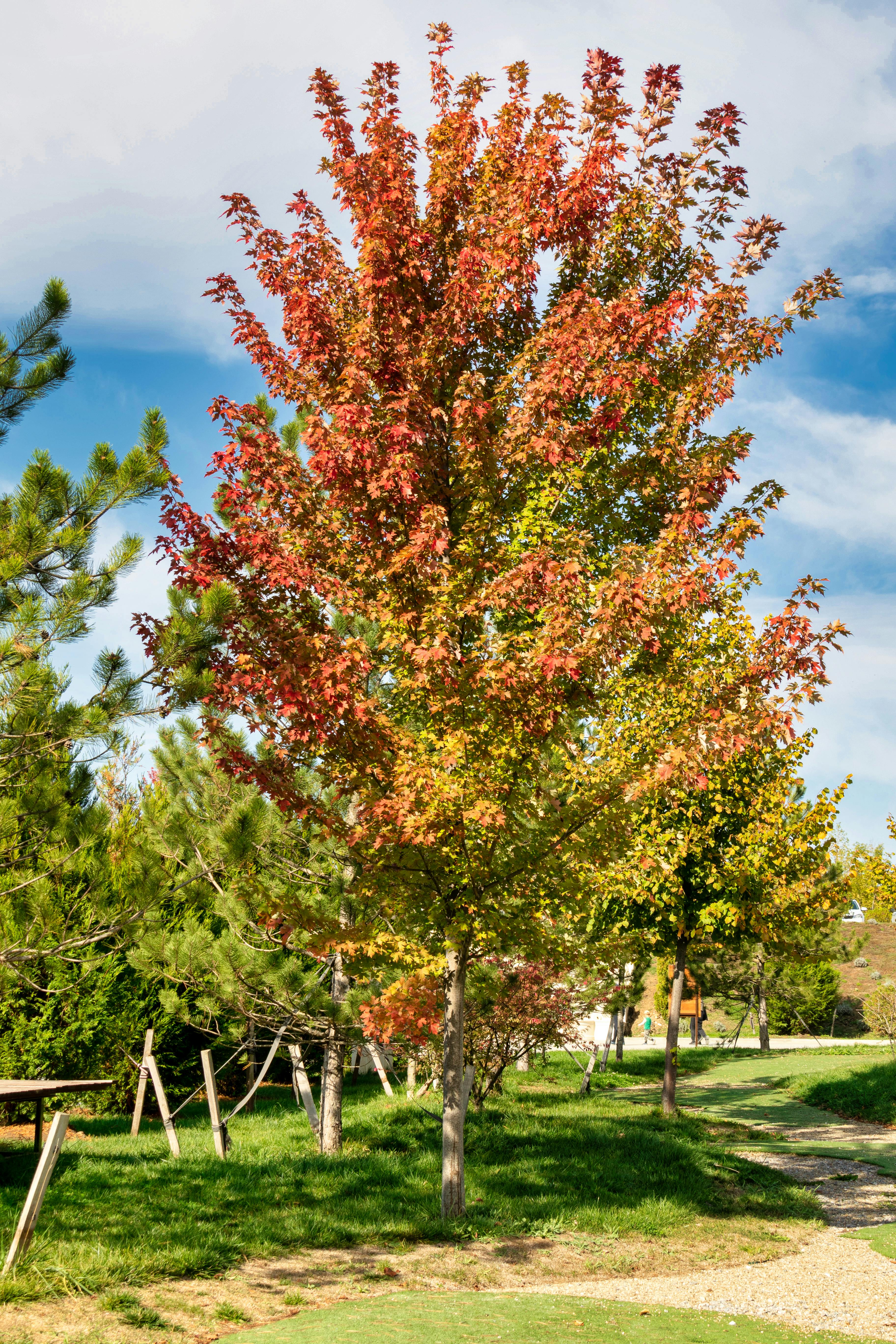 A Tall Tree with Red and Green Leaves · Free Stock Photo