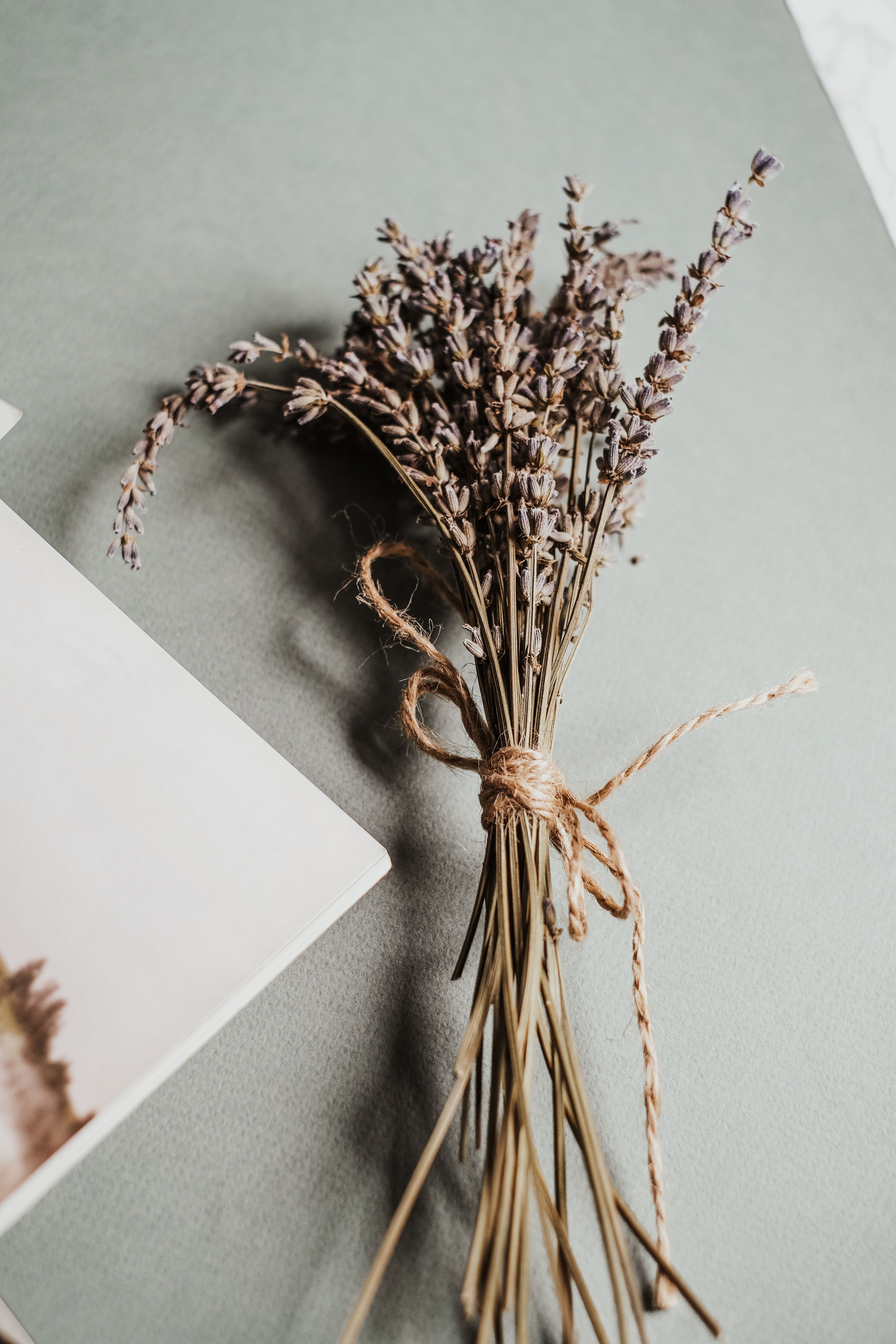 Dried Lavender Flowers on Gray Paper · Free Stock Photo