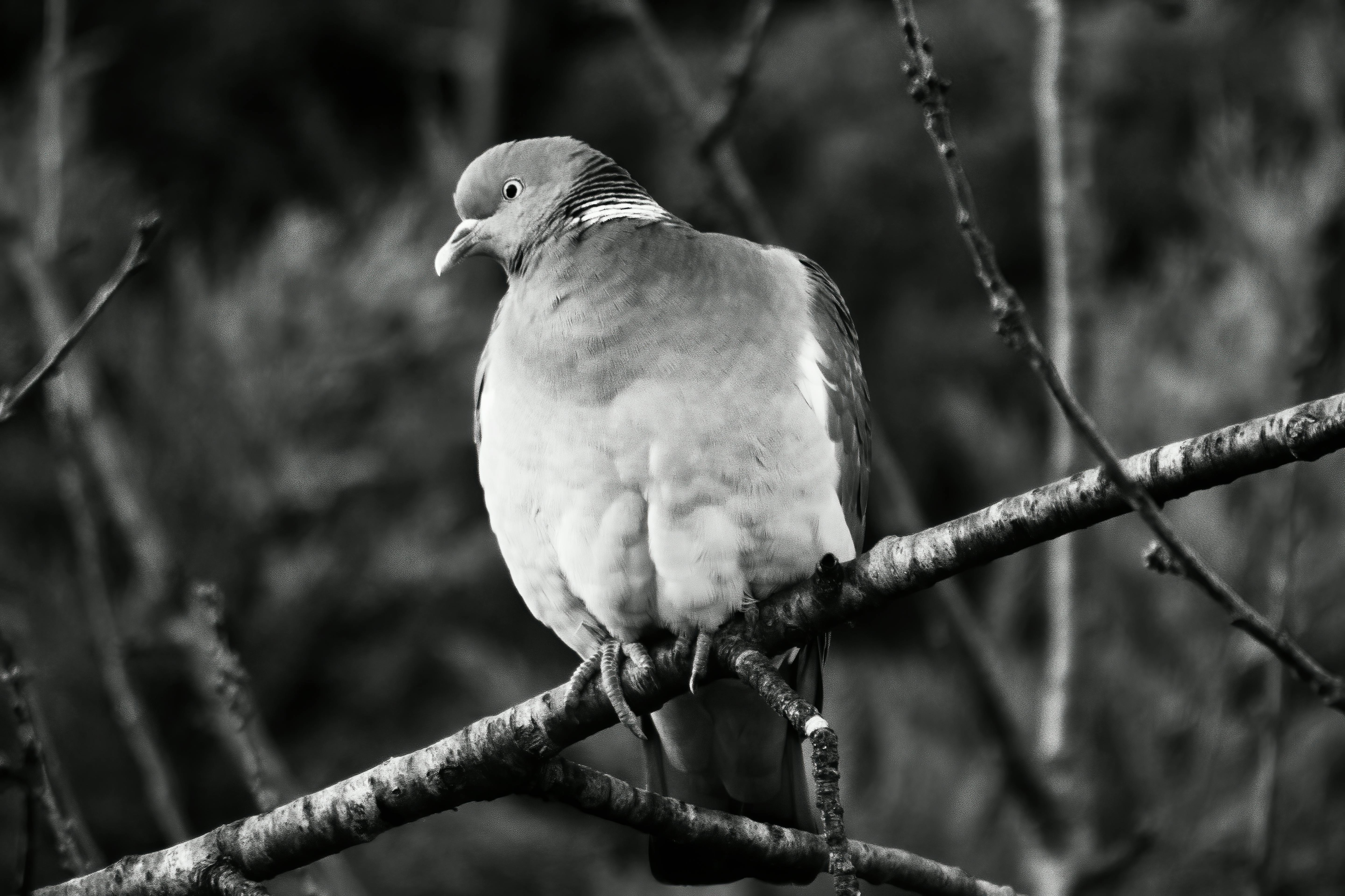 White Mourning Dove · Free Stock Photo