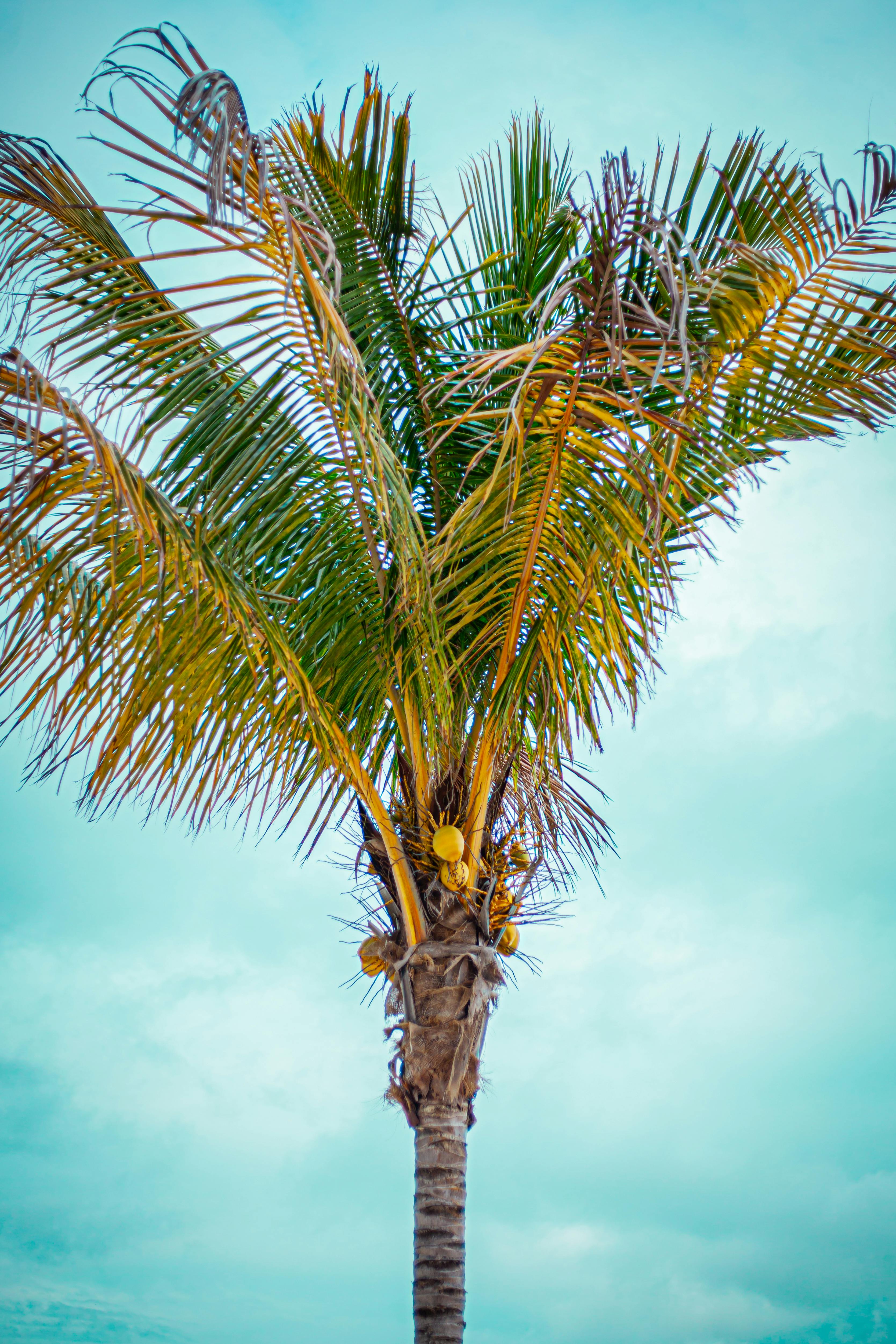 Low Angle Photography of Coconut Tree · Free Stock Photo