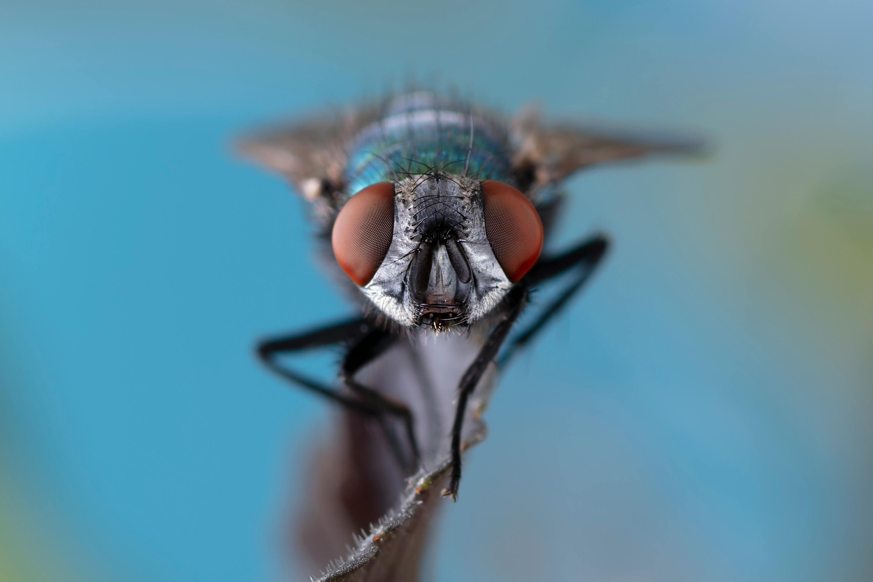 Fly in Macro Photography · Free Stock Photo