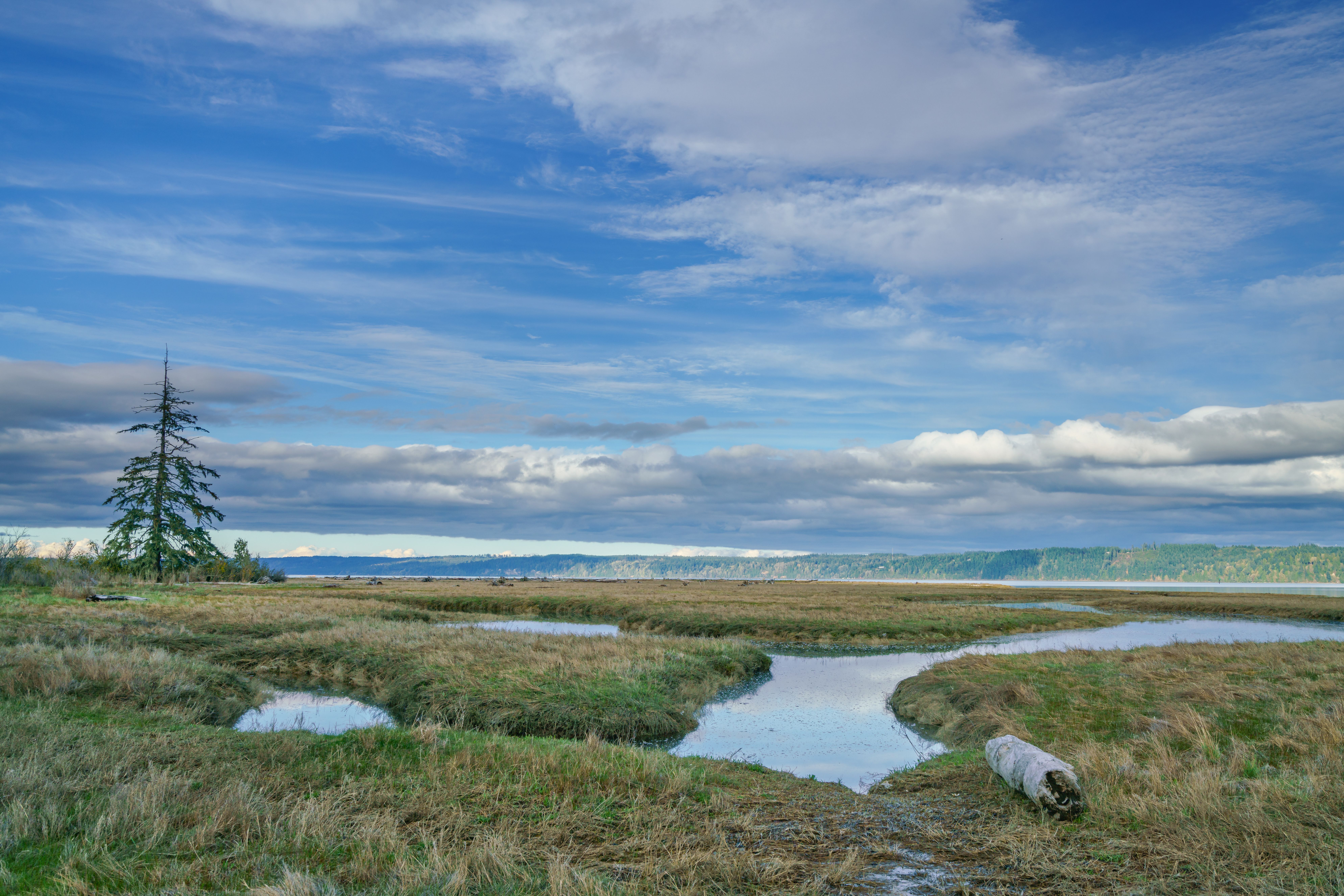 Wetlands in Spring · Free Stock Photo