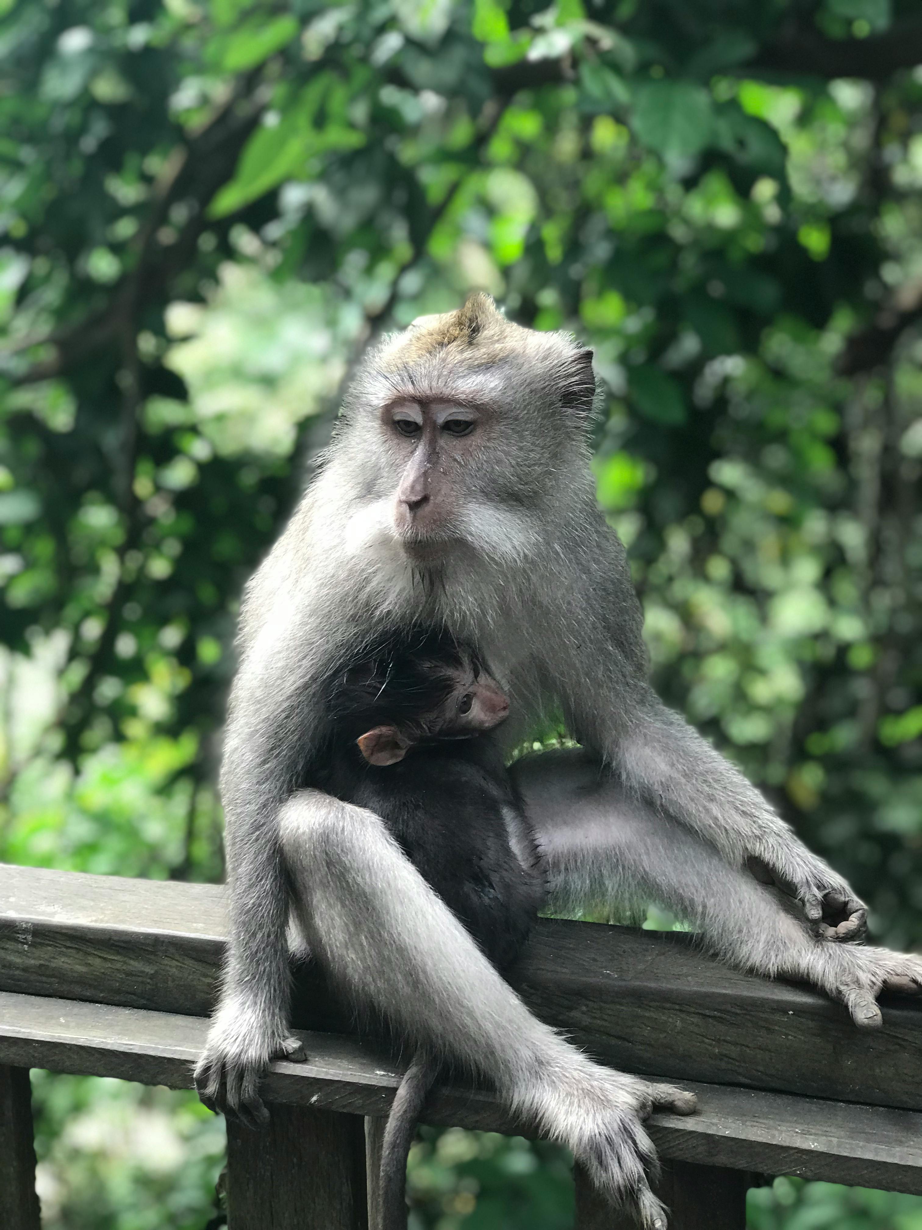 Brown Monkeys Sitting on Rock · Free Stock Photo