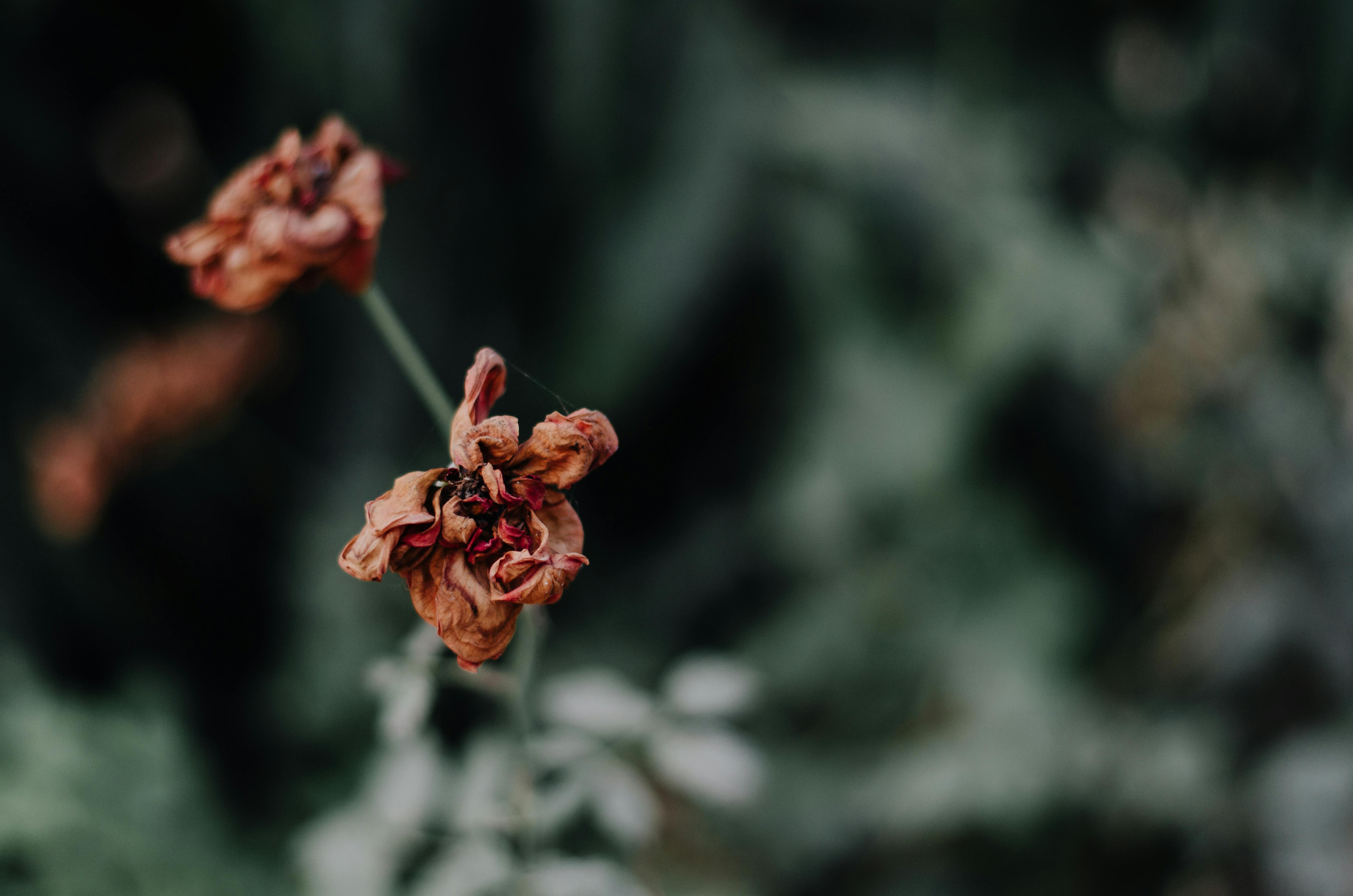 Free stock photo of abstract photo, Adobe Photoshop, background image