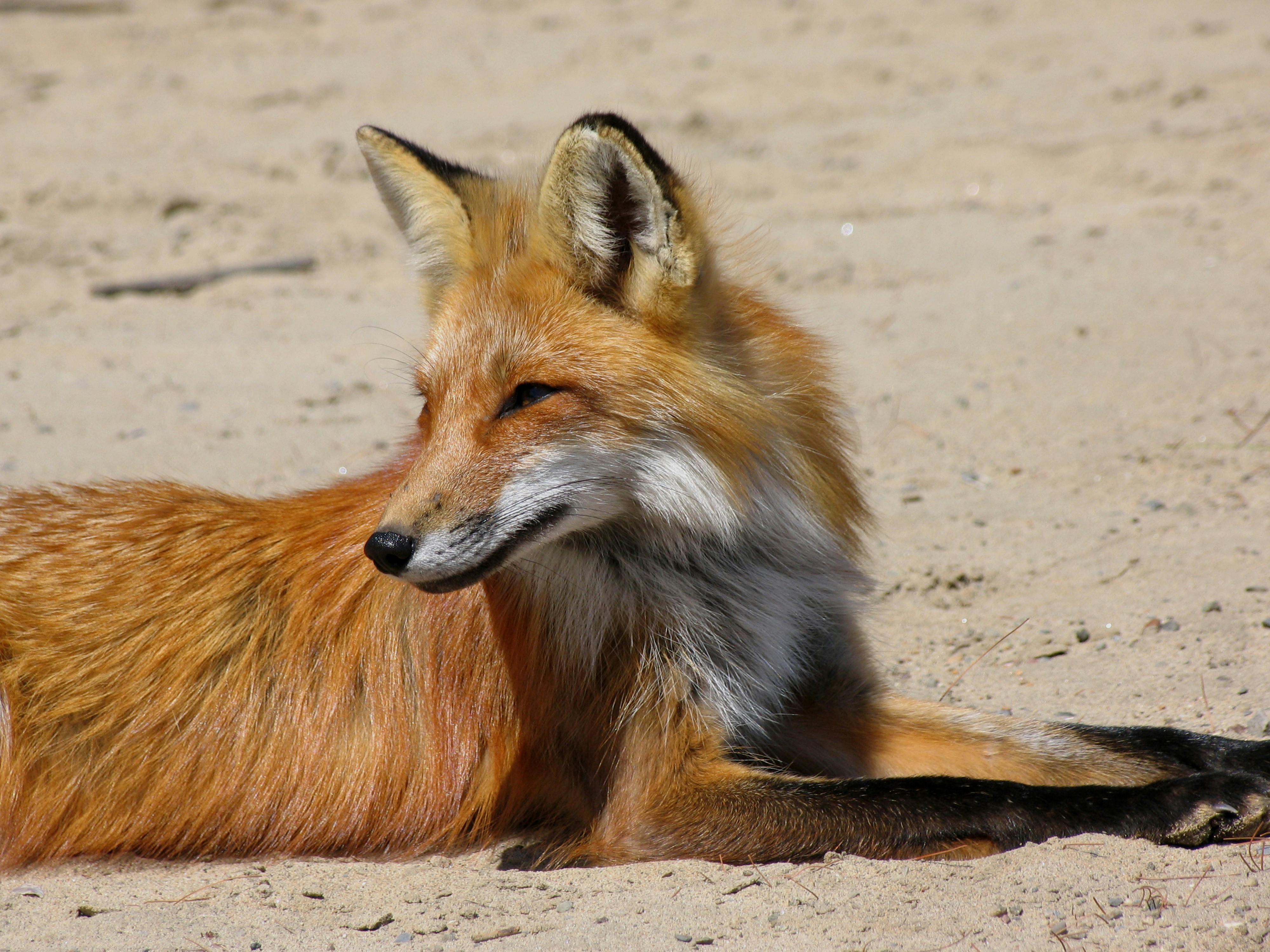 Close Up Photo of Fox Lying on the Ground · Free Stock Photo
