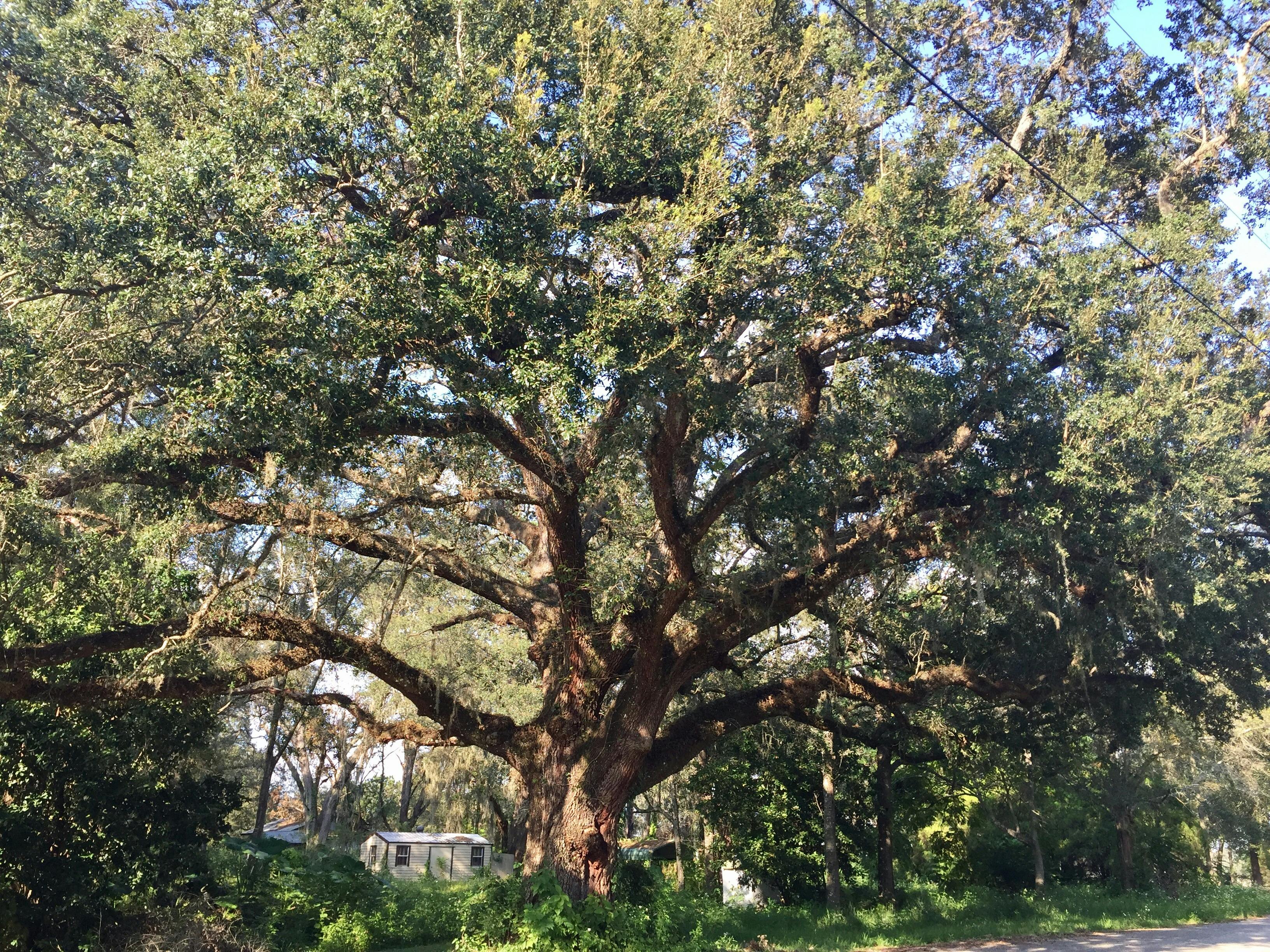 Free stock photo of oak tree
