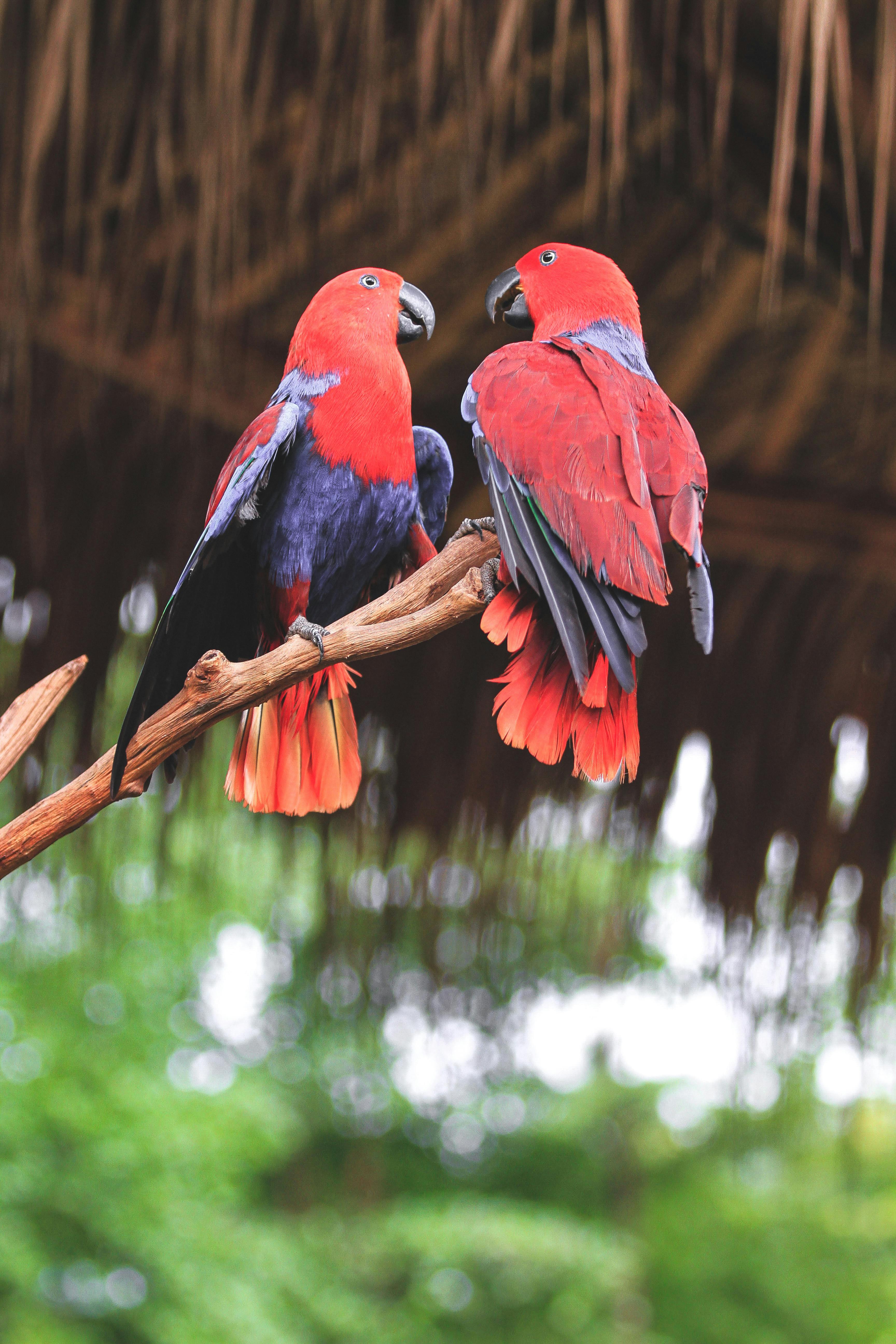 Red and Blue Parrot on Tree Branch · Free Stock Photo