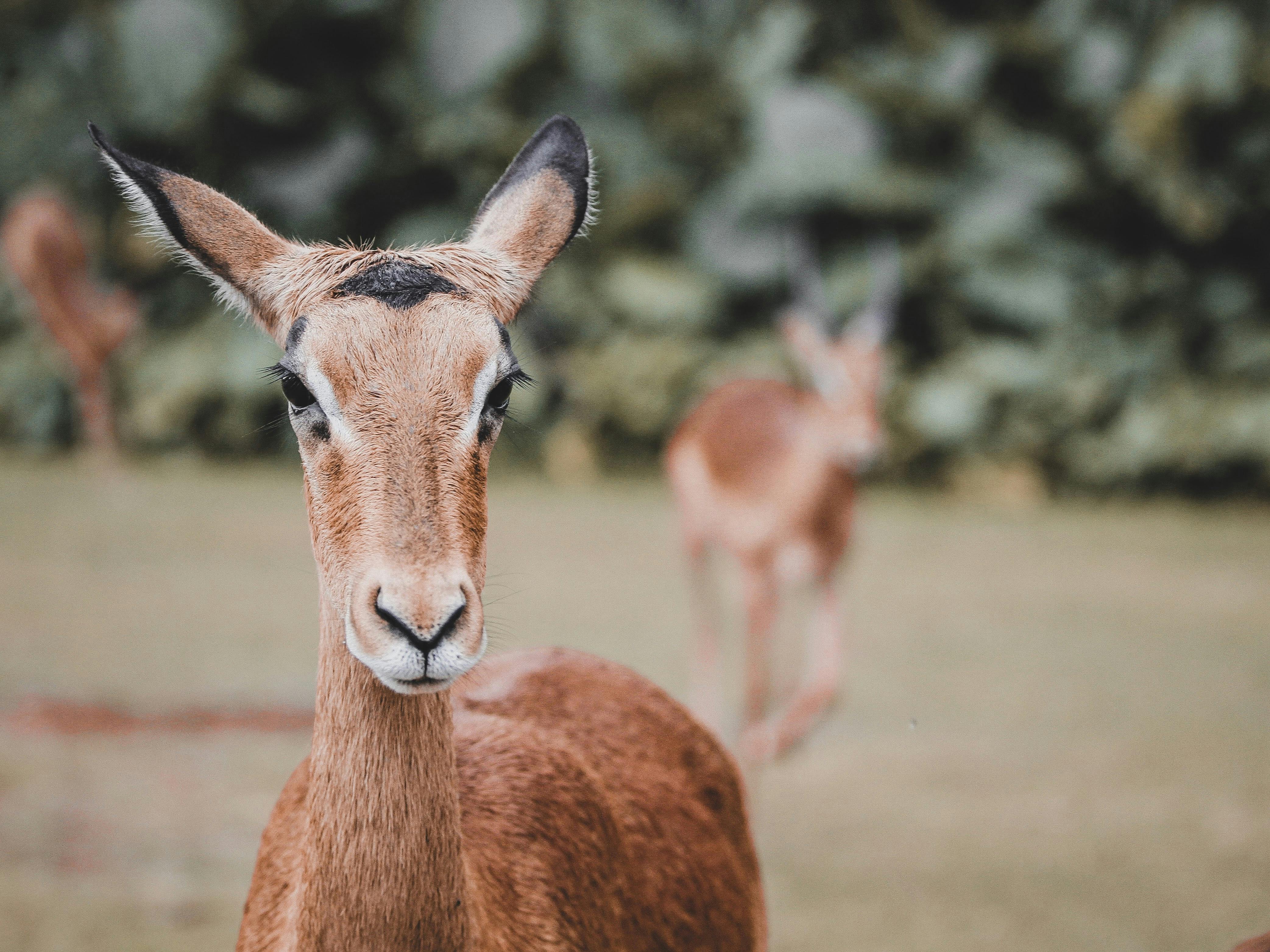 Close Up Shot of an Antelope · Free Stock Photo