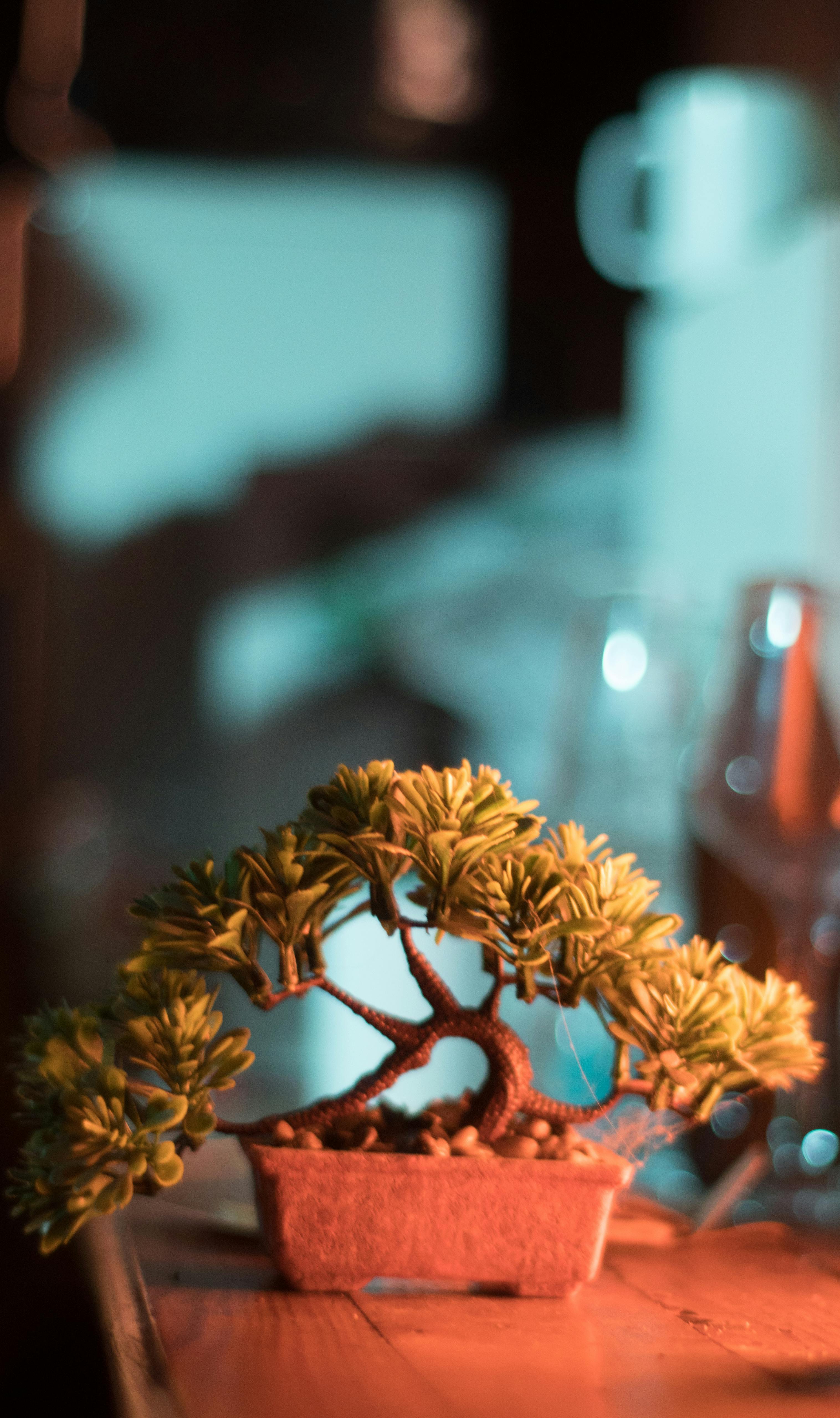 Hirusha Pathirana - 사진