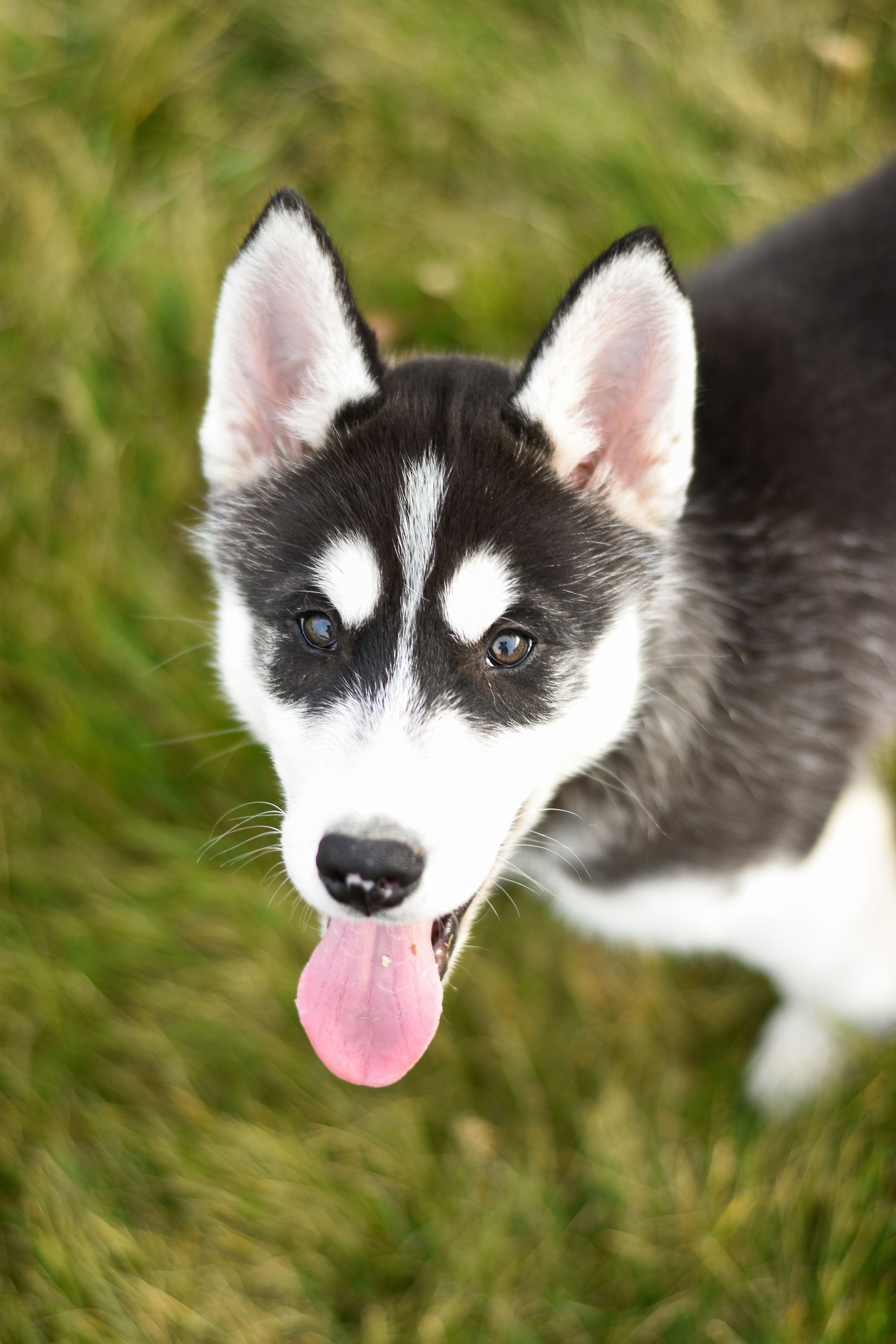 Brown and White Siberian Husky Sitting on White Sand · Free Stock Photo