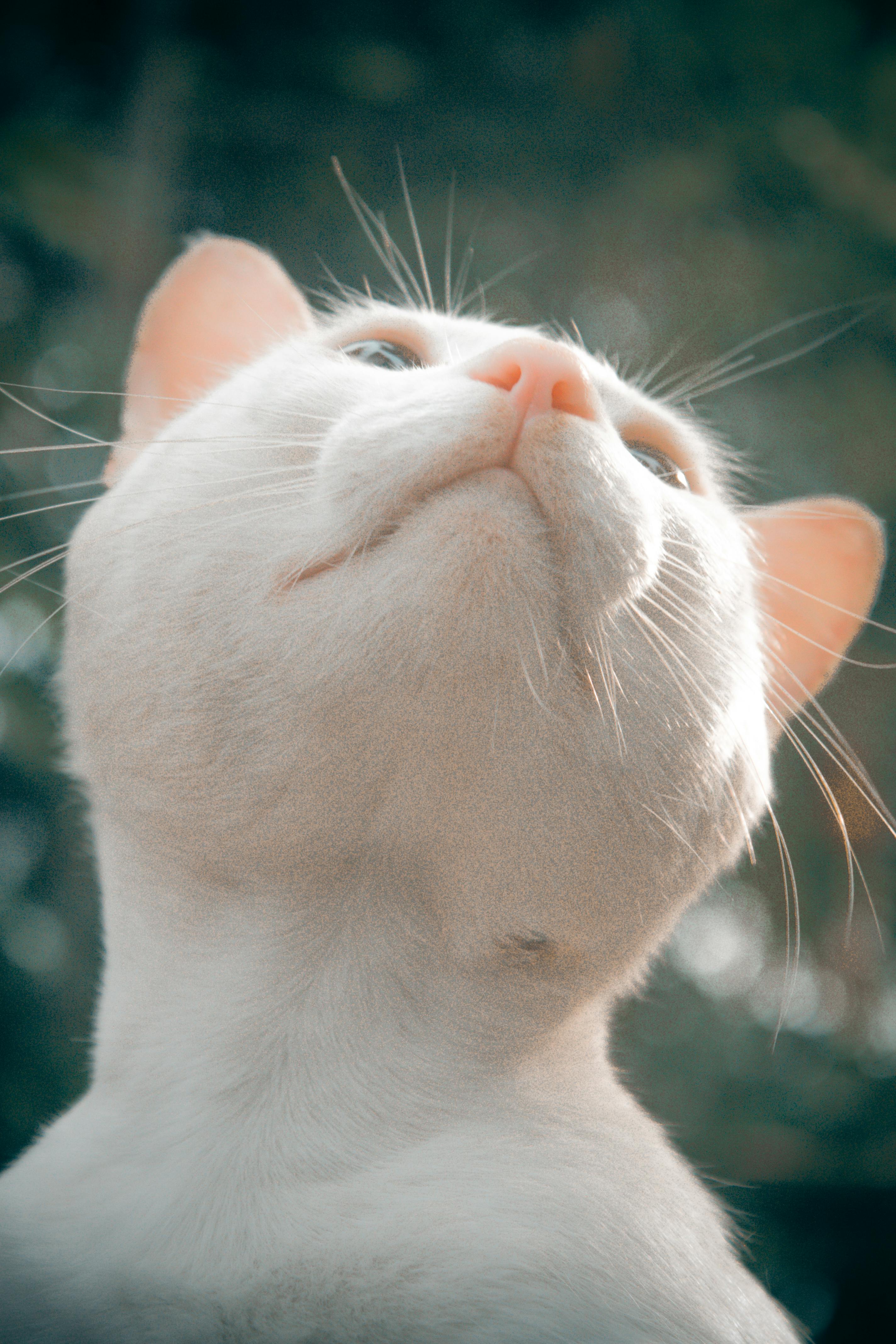 Hirusha Pathirana - Fotografía