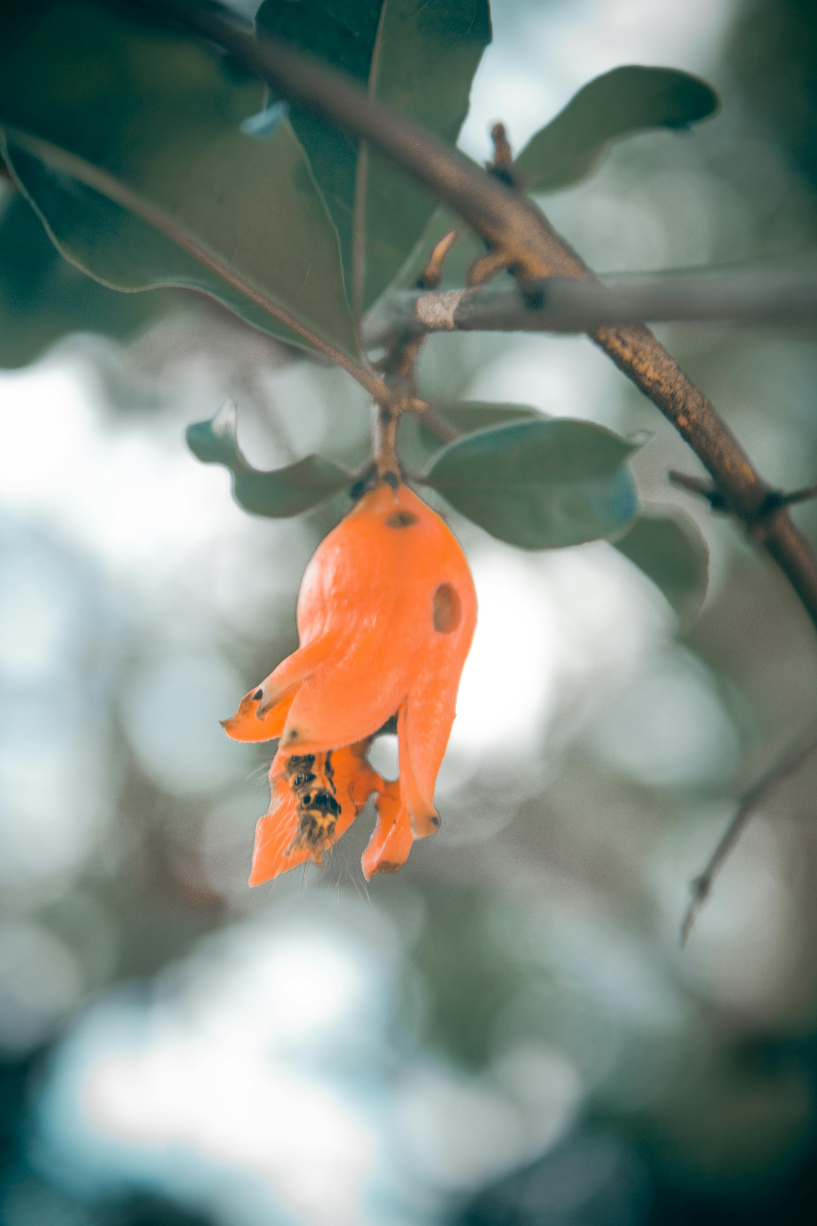 Hirusha Pathirana - 사진