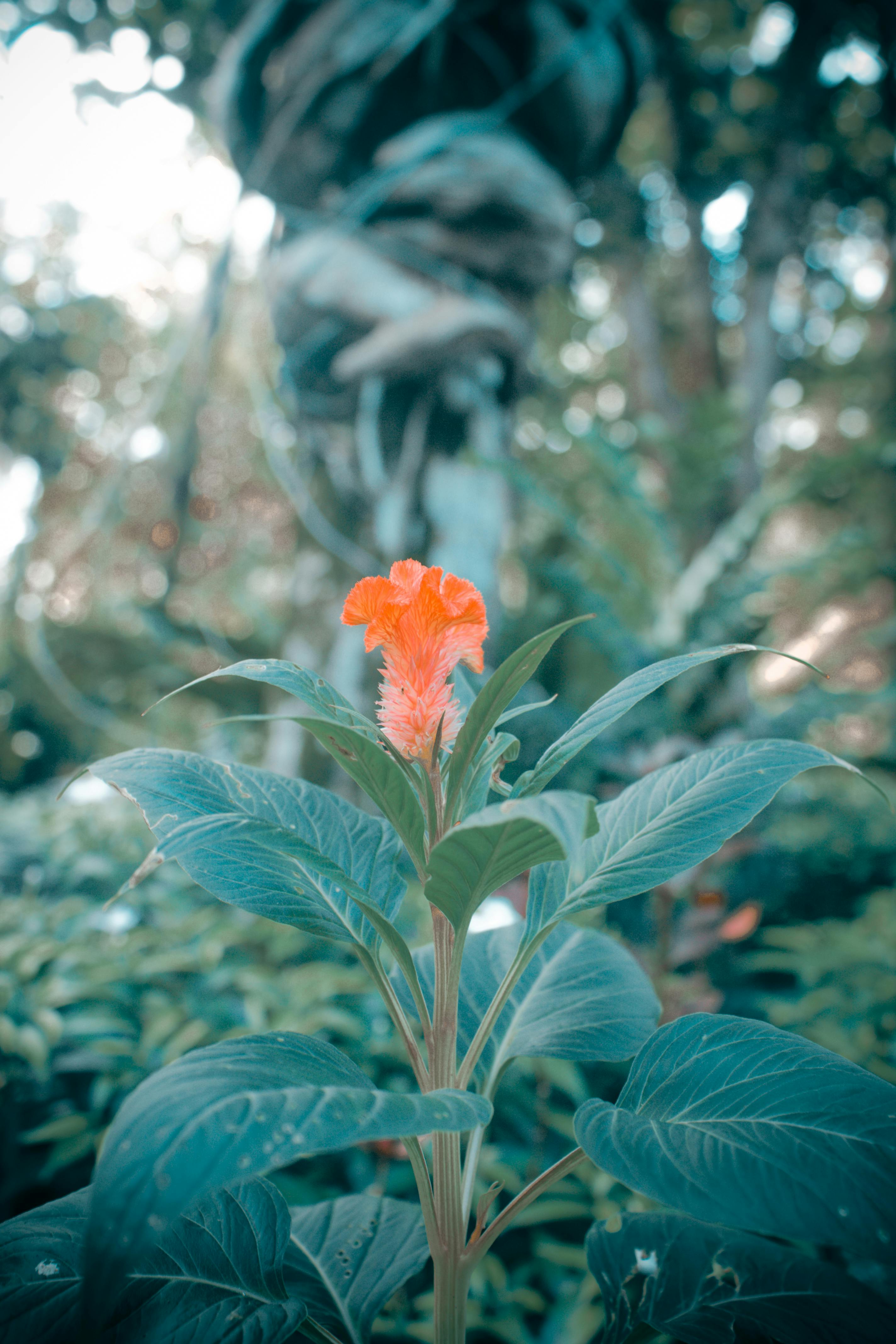 Hirusha Pathirana - 사진