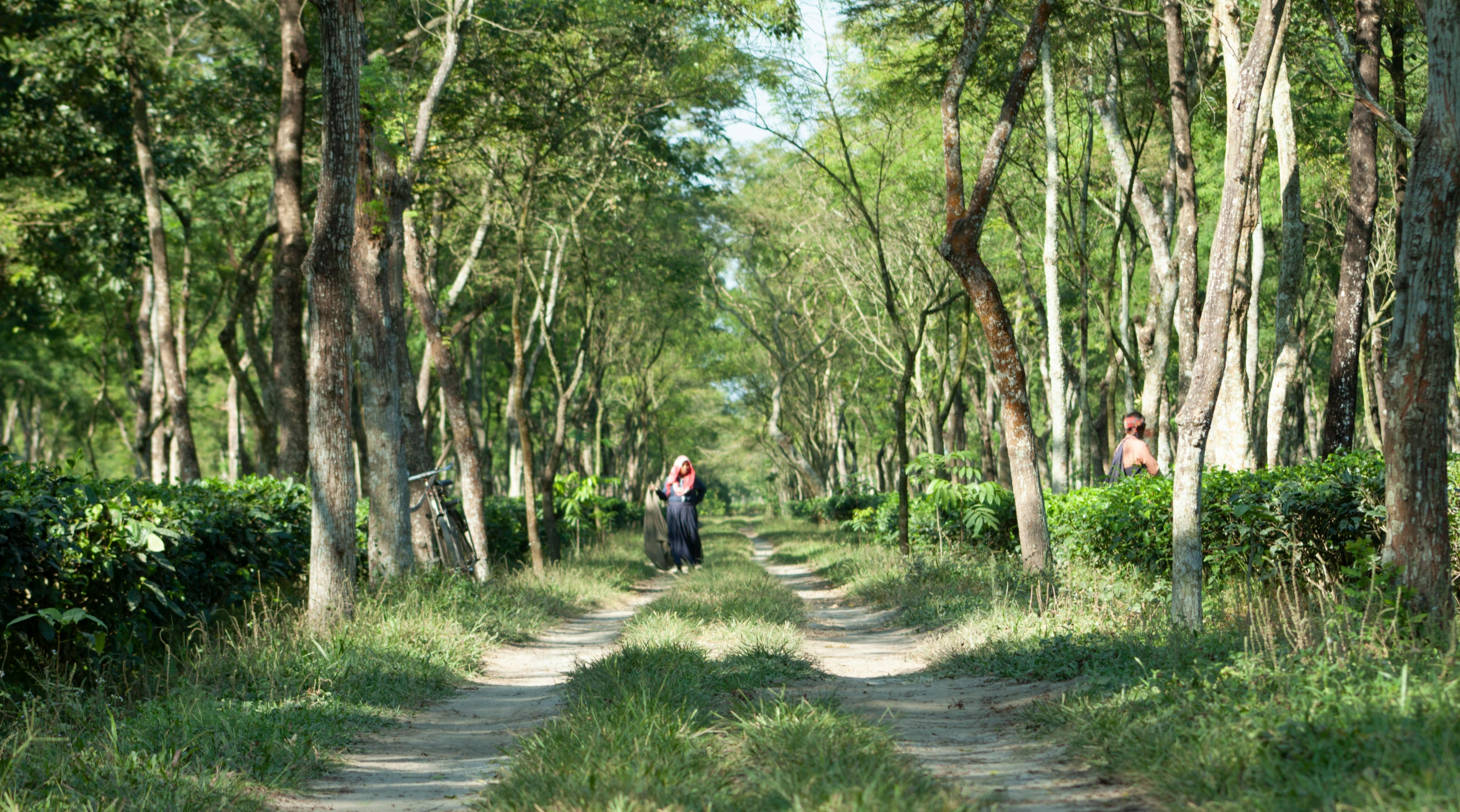 Md Sajjad Hossain - Photography