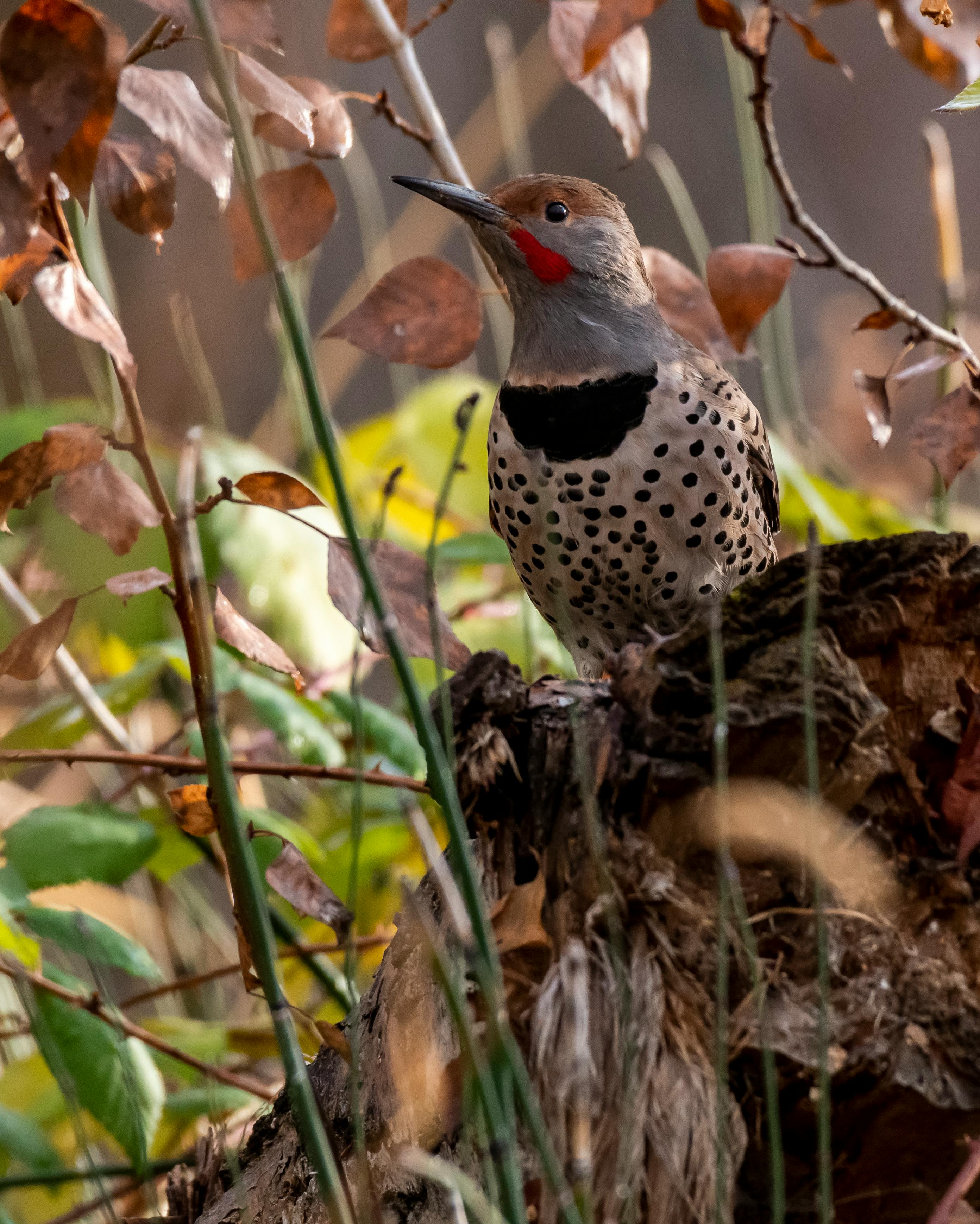 Close-Up Shot of a Passerine Bird Perched on a Tree Branch · Free Stock ...