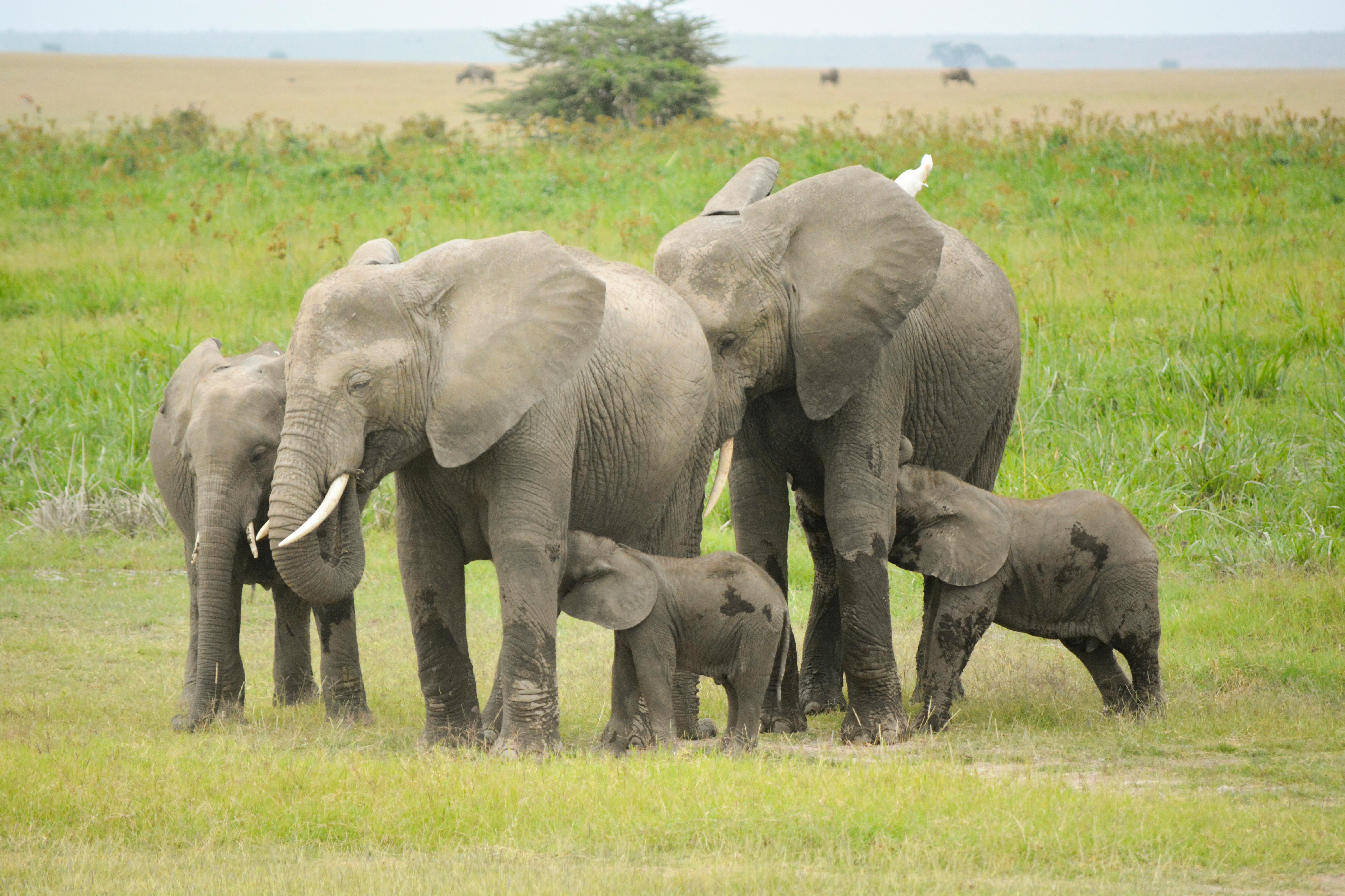 Free stock photo of elephant, national park