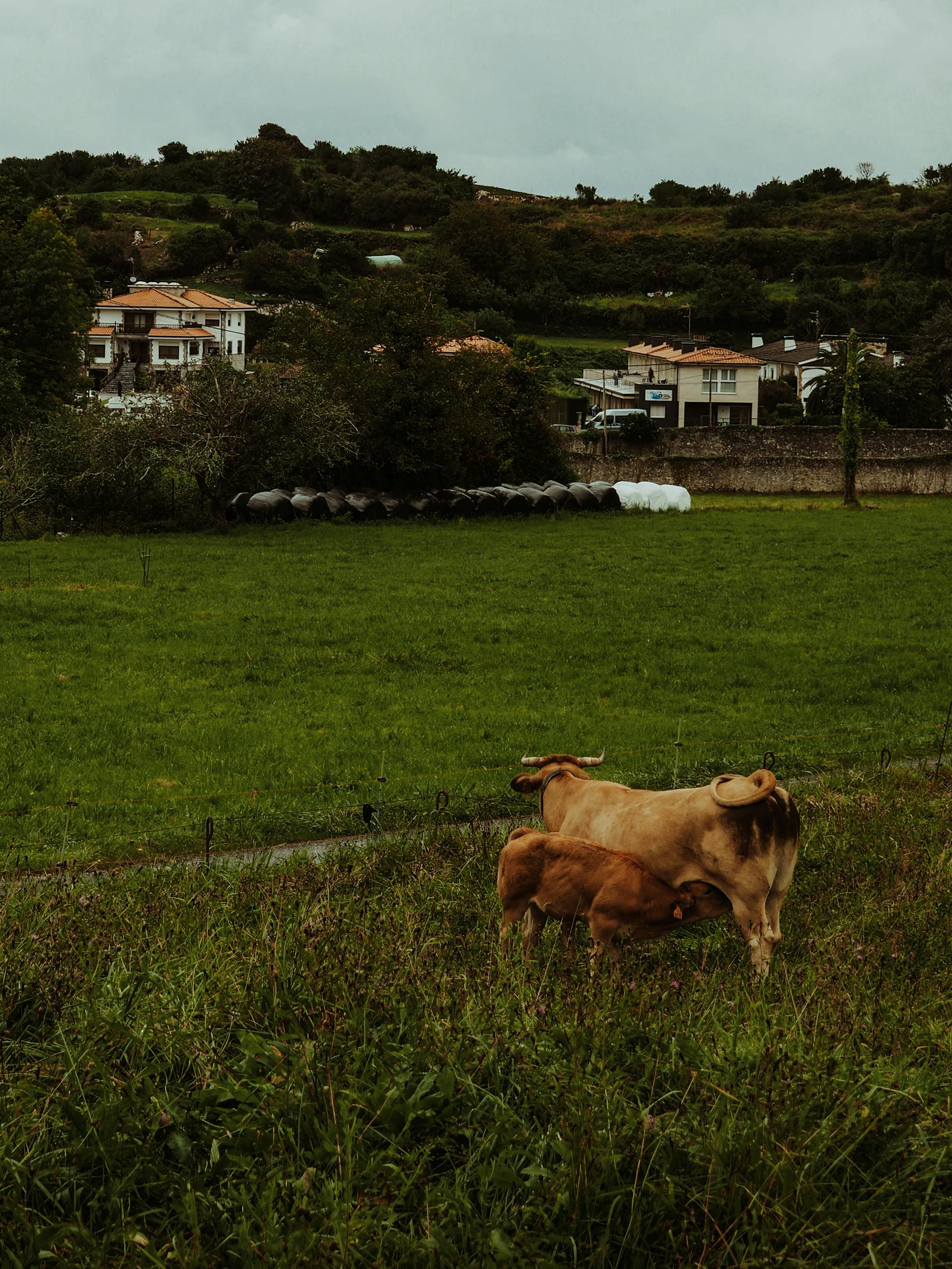 Cows in Pasture · Free Stock Photo