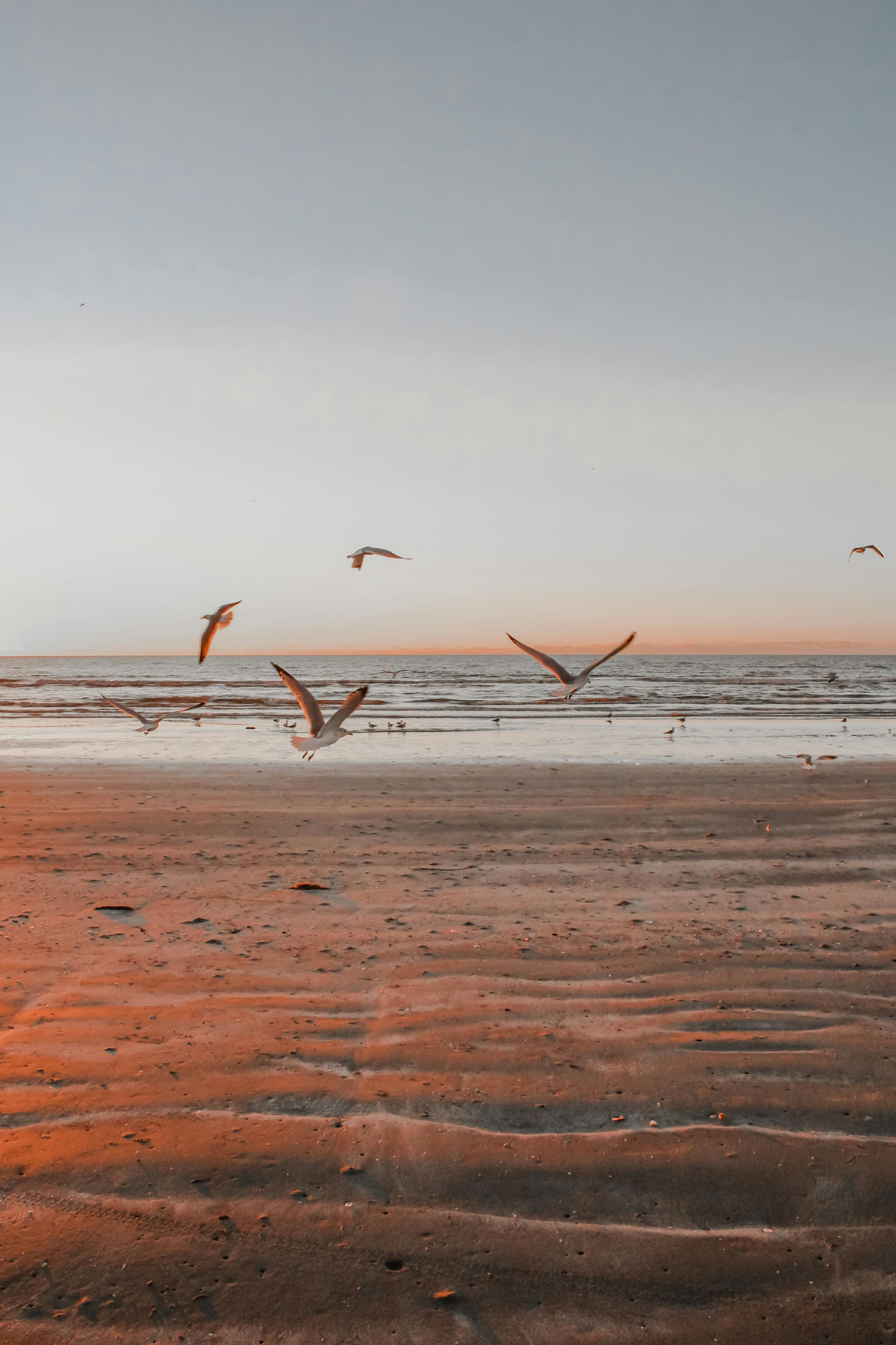 Birds Flying over Beach at Dawn · Free Stock Photo