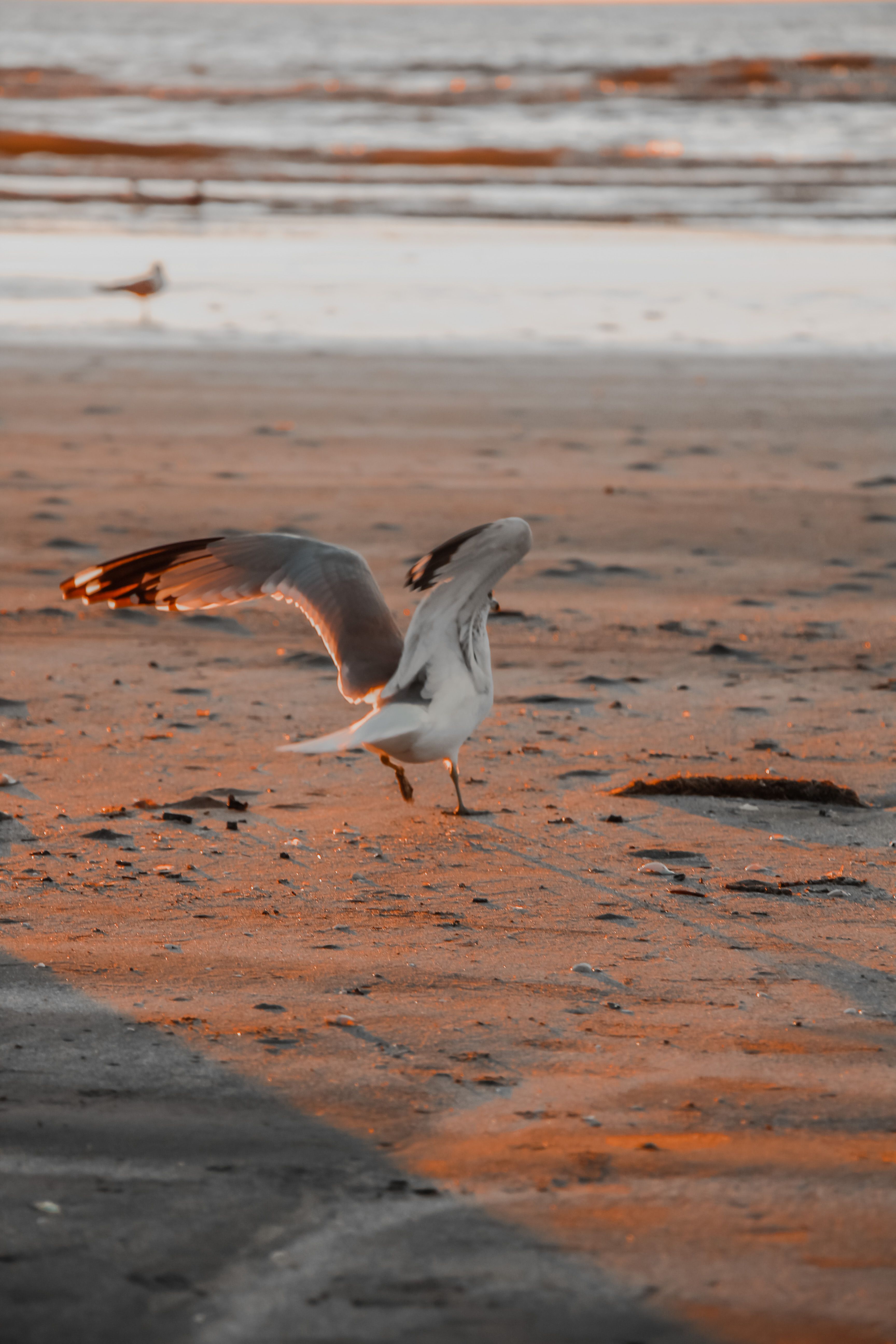 A Seagull on Seashore · Free Stock Photo