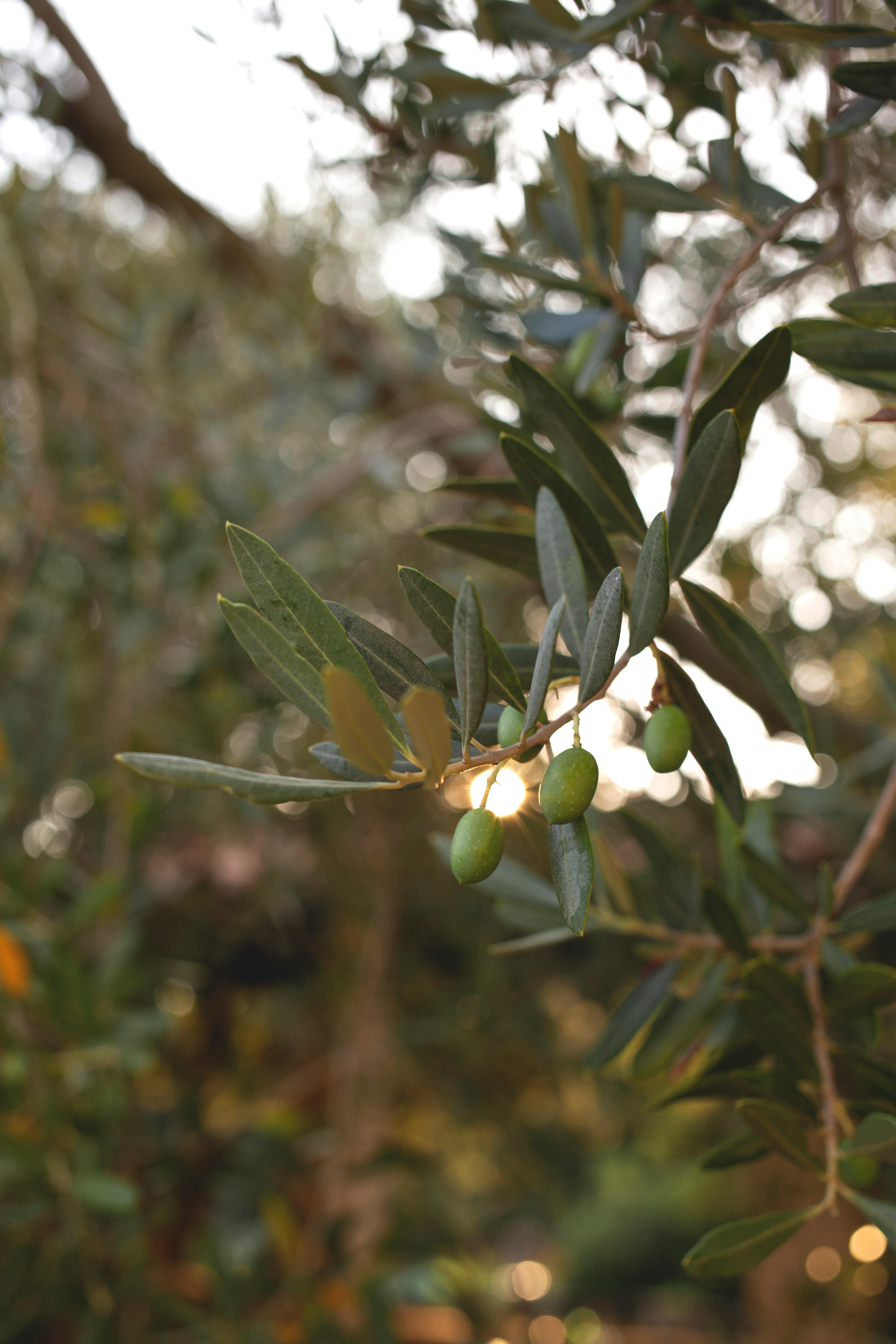 Olives Tree Photos, Download The BEST Free Olives Tree Stock Photos ...