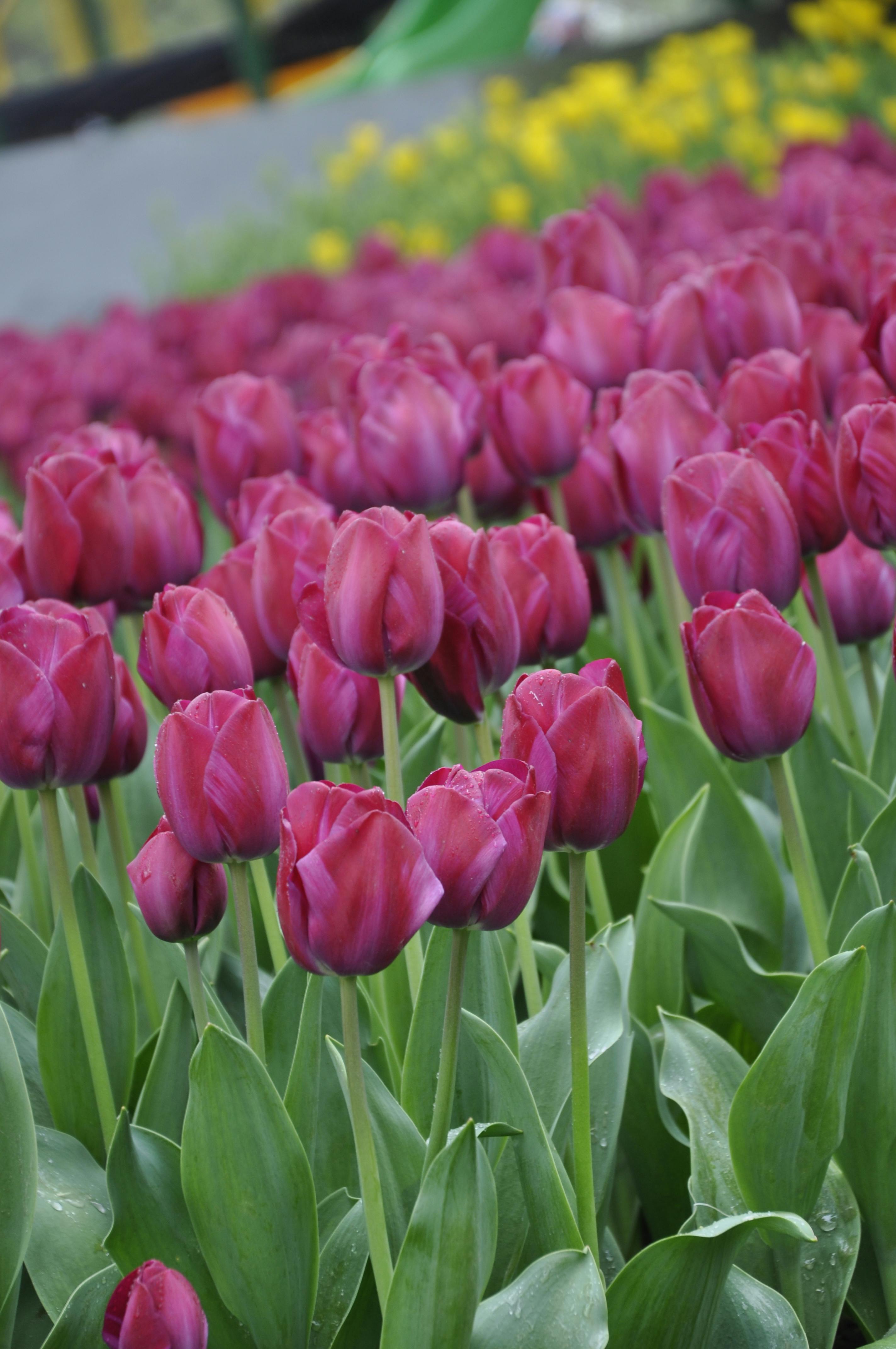 Nihal Sönmez - Fotografía