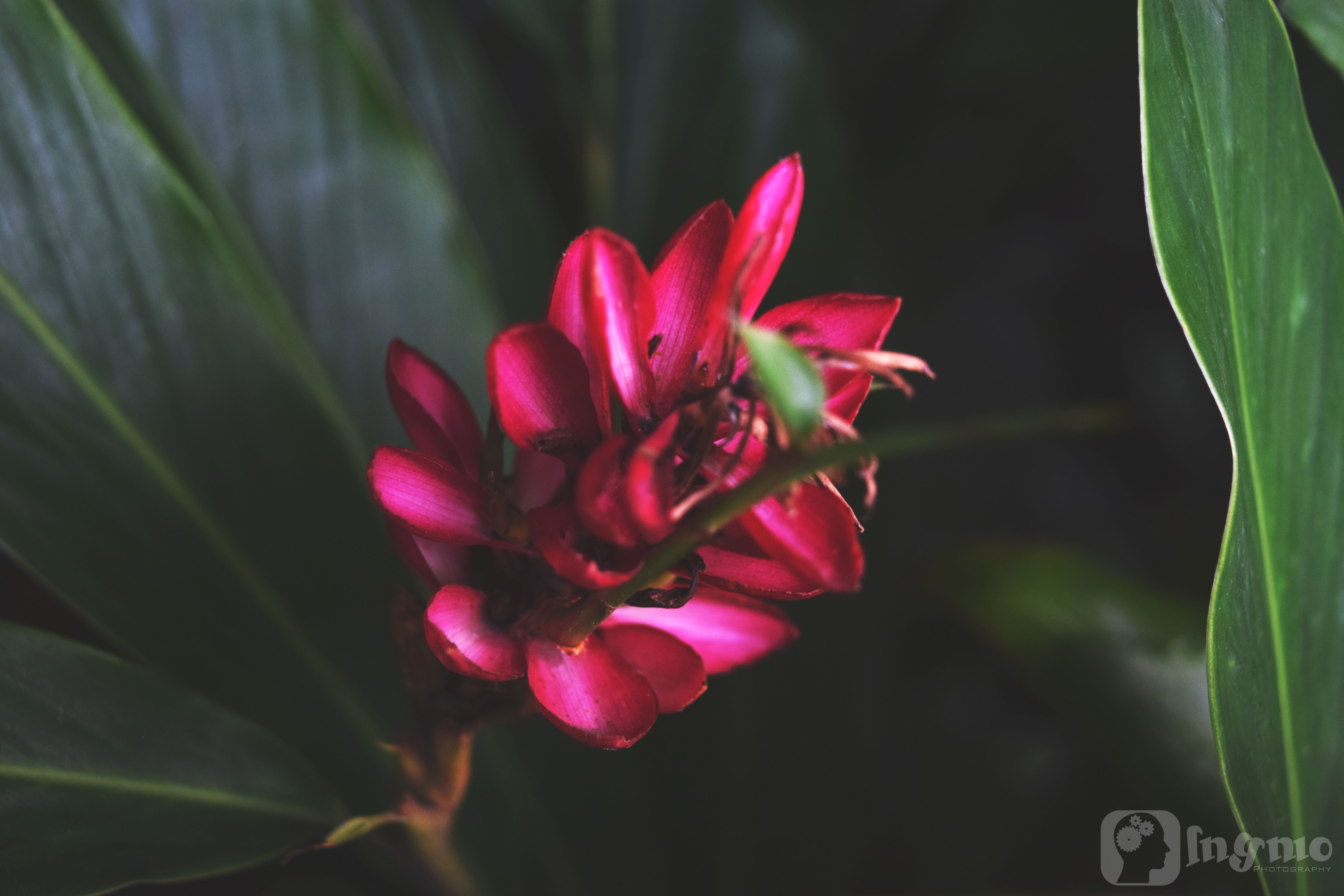 Free stock photo of flowers, natue