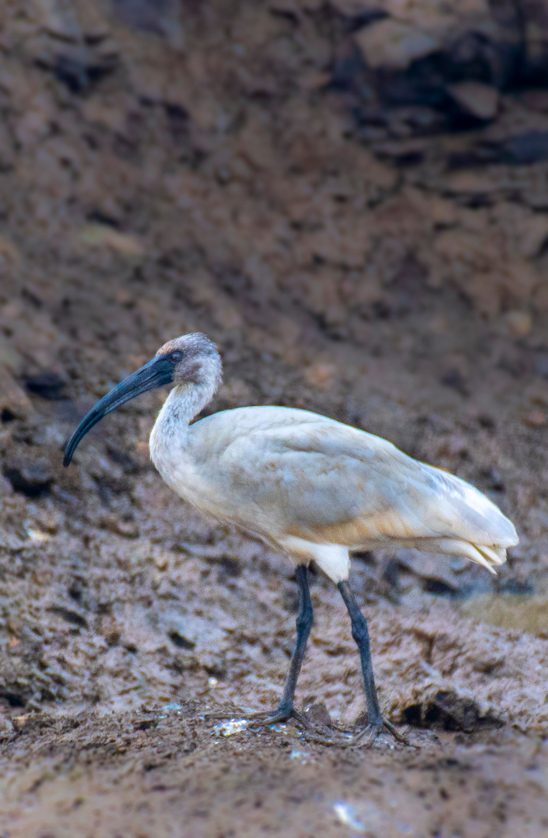 Wild ibis standing on wet ground · Free Stock Photo