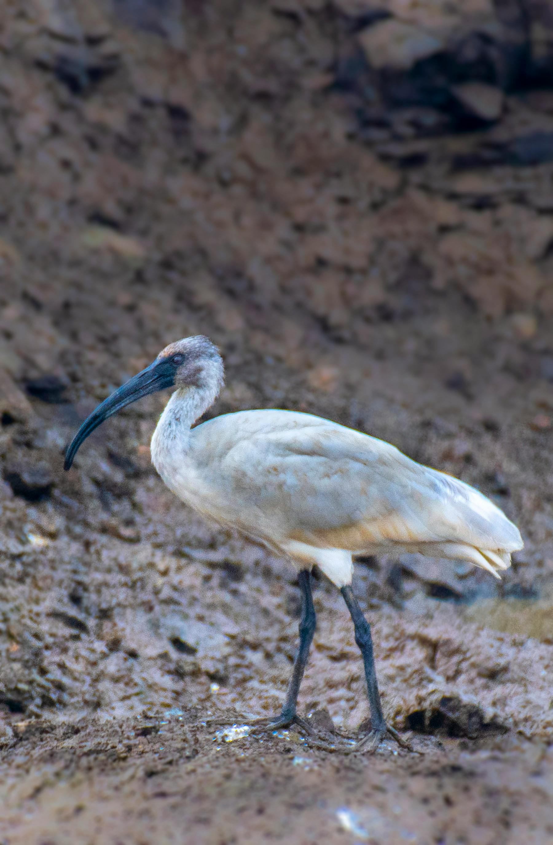 100+ Best Ibis Photos · 100% Free Download · Pexels Stock Photos