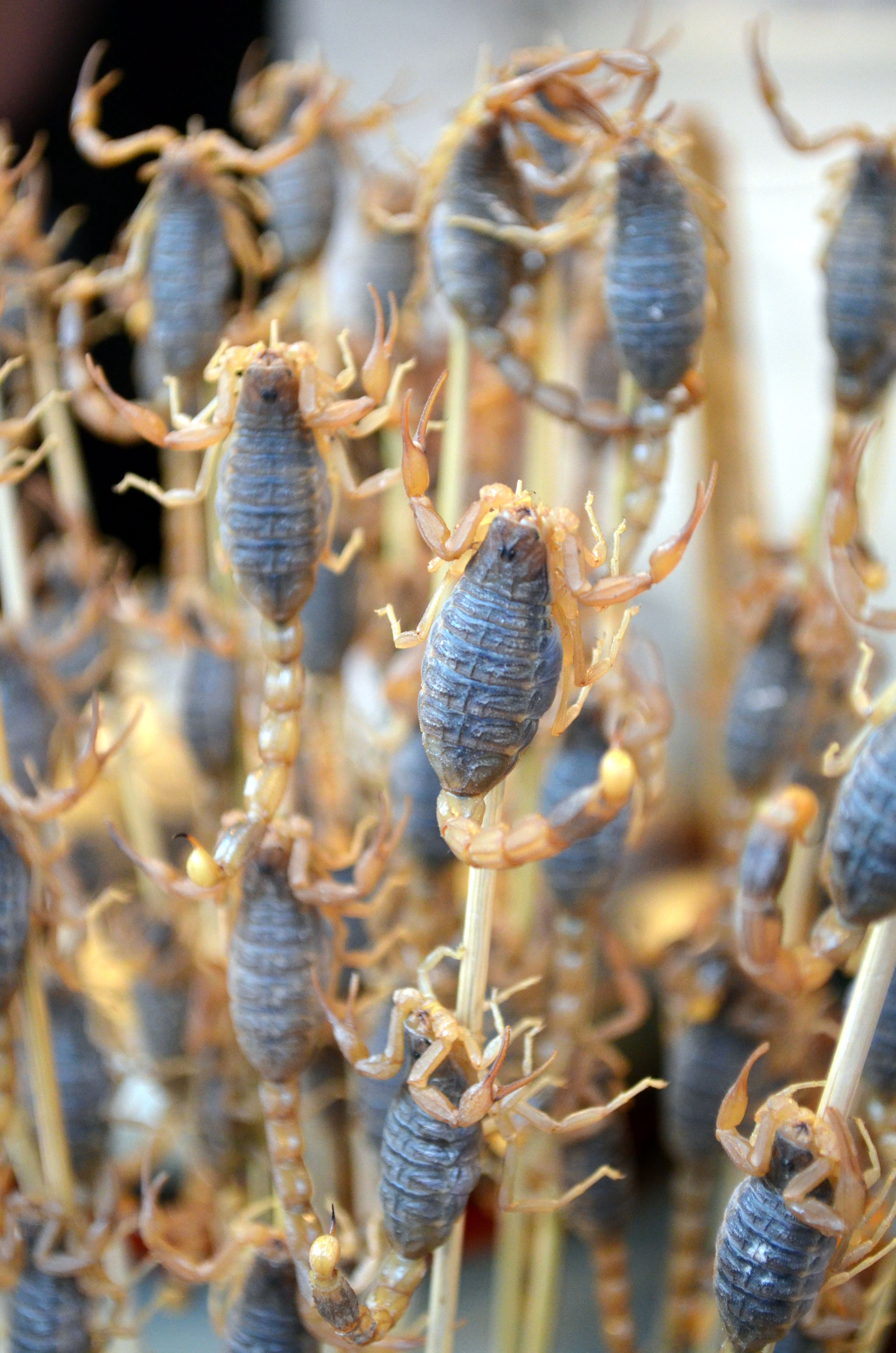 Close up of Scorpion Skewers · Free Stock Photo