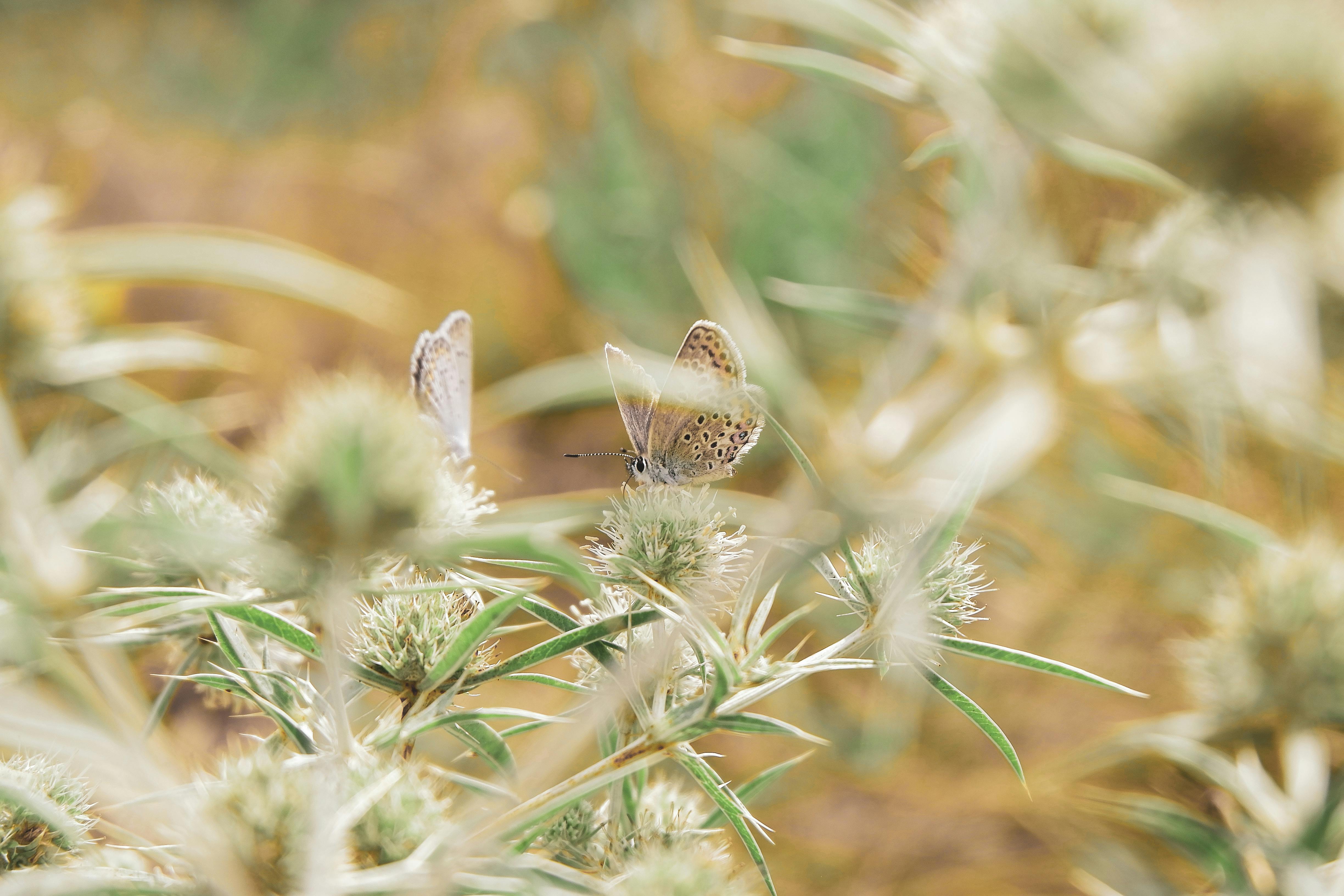 Butterfly Preaching on Peach Flower · Free Stock Photo