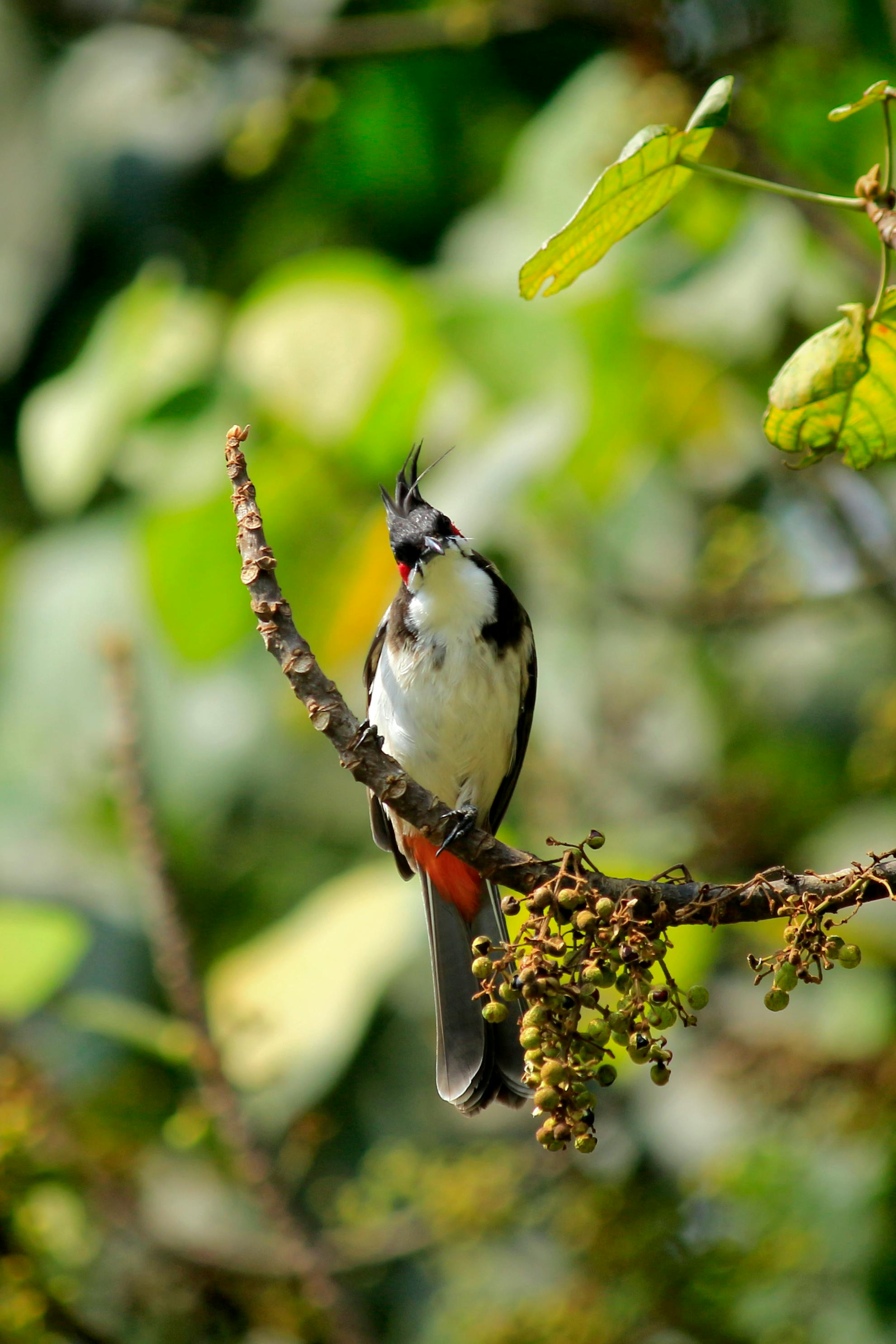 Free stock photo of asia, branch, Bulbul