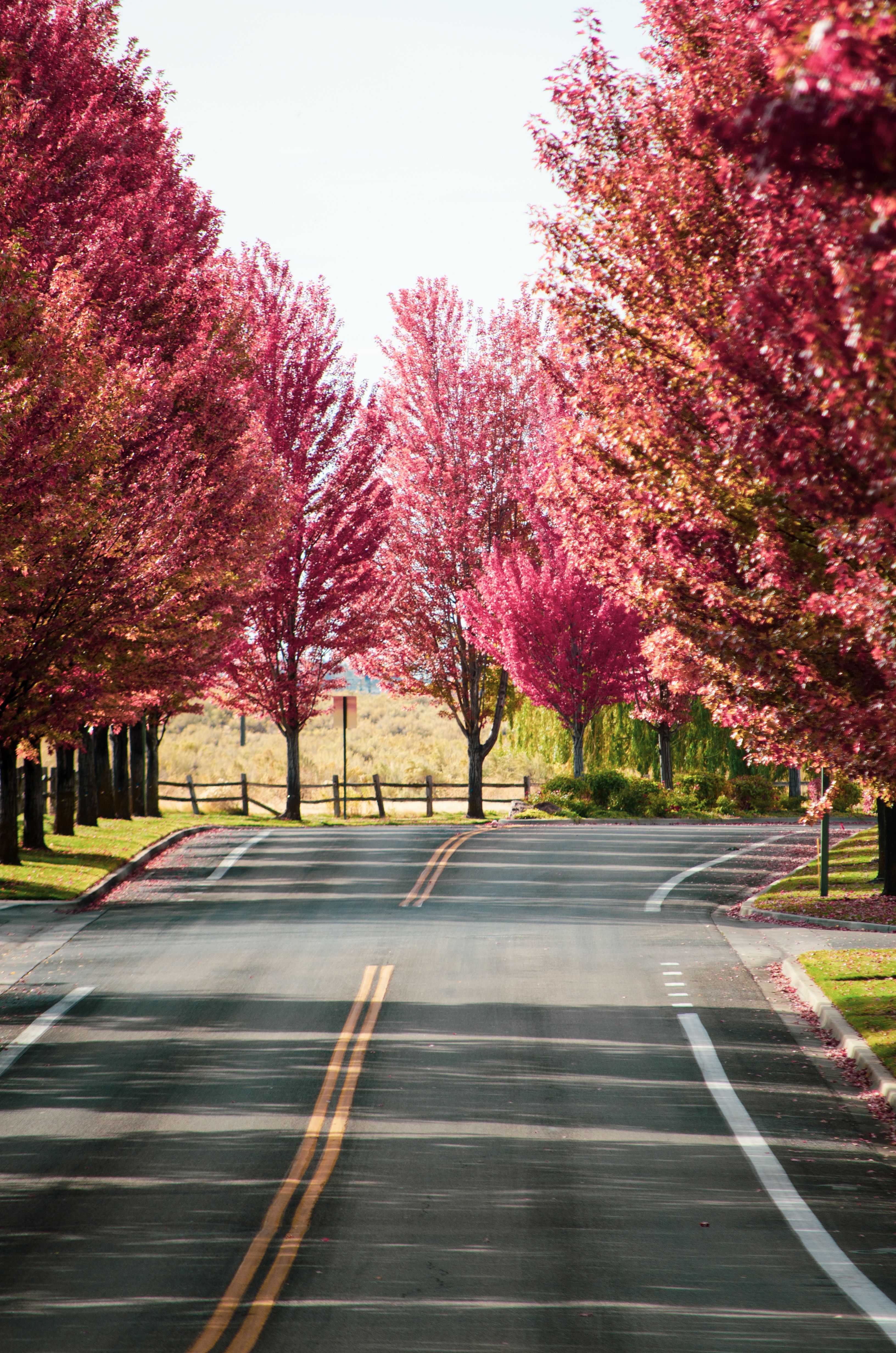 Maple Trees along the Road · Free Stock Photo