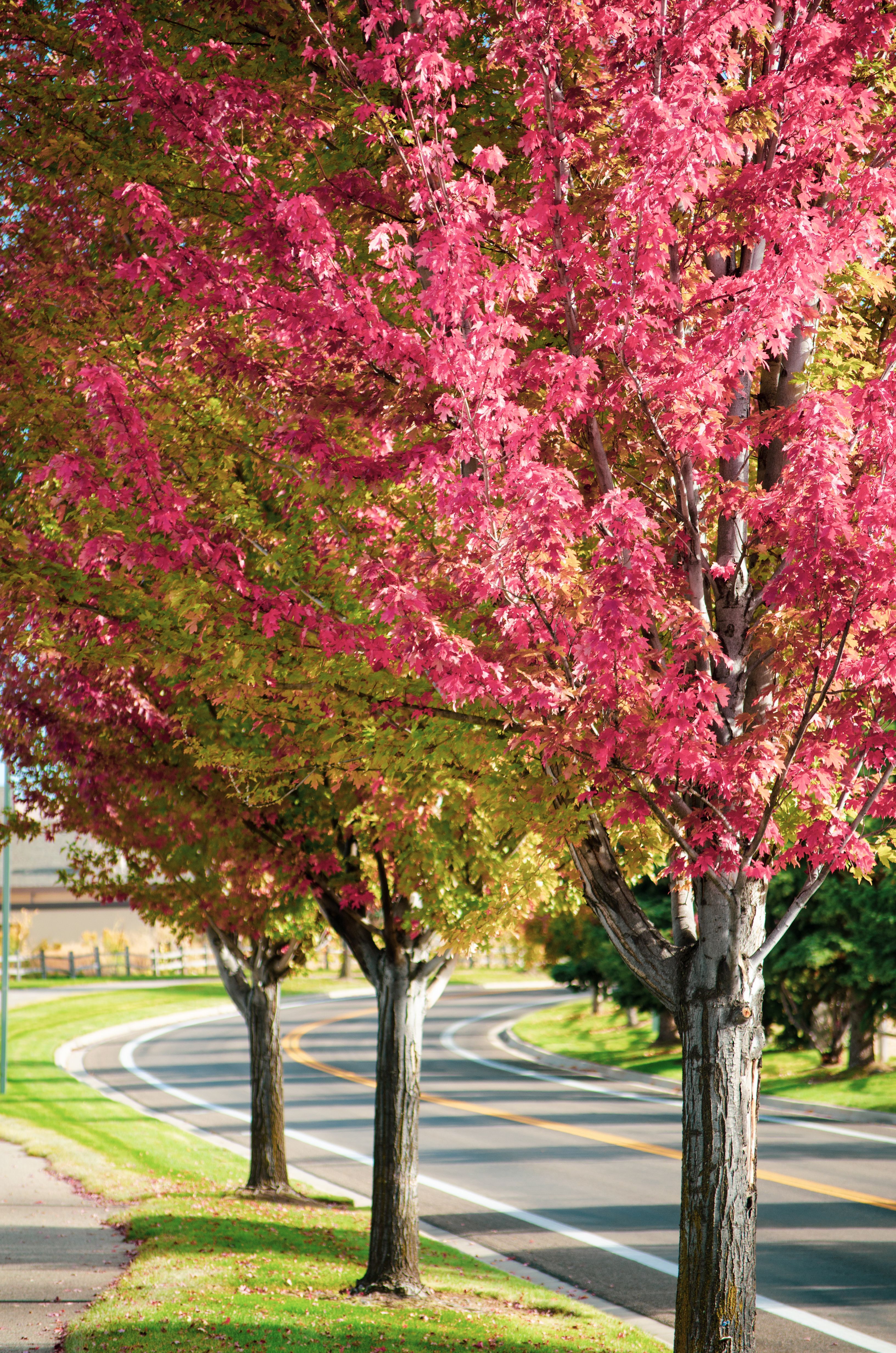 Maple Trees along the Road · Free Stock Photo