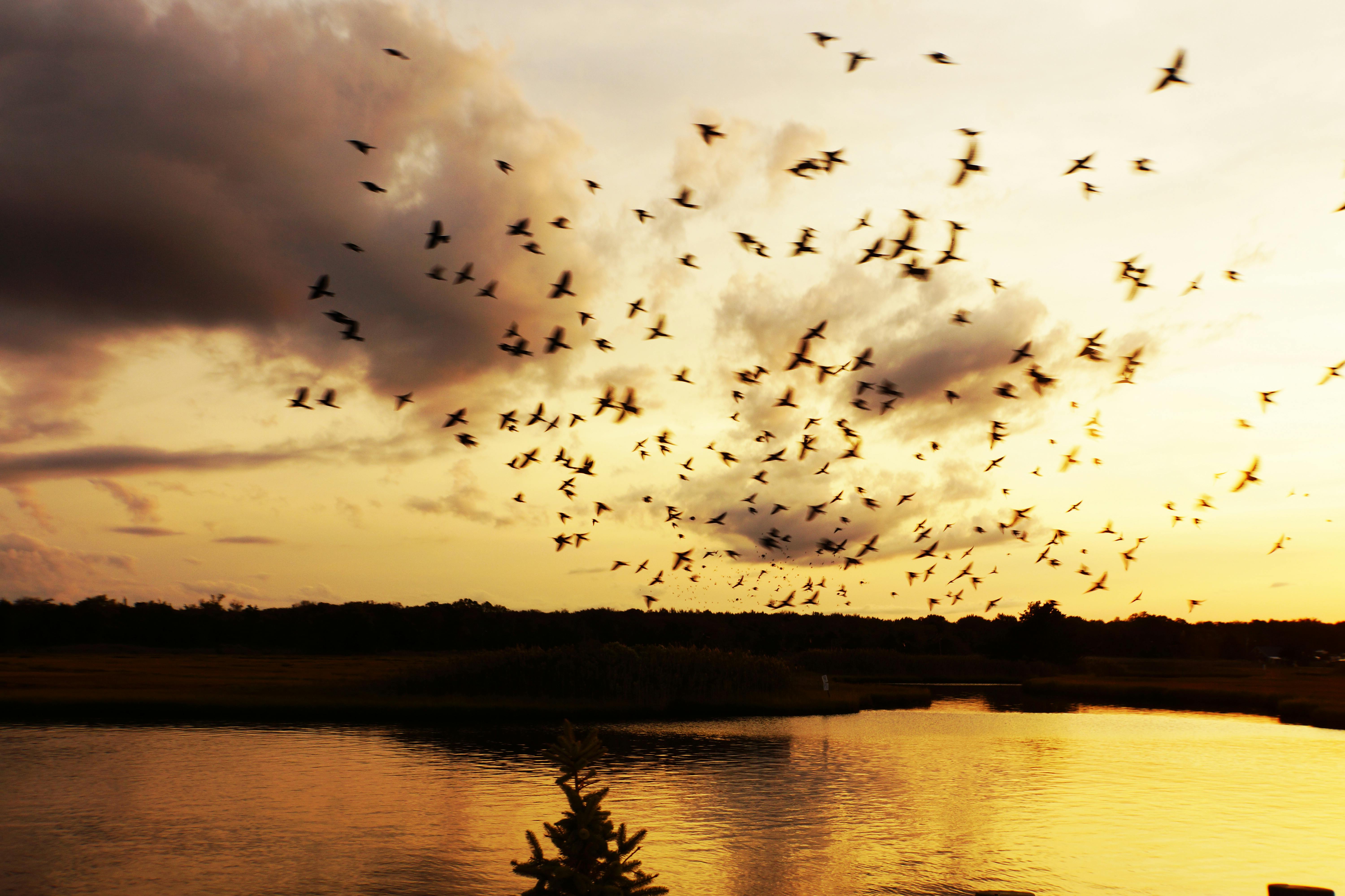 Silhouette of Birds Flying · Free Stock Photo