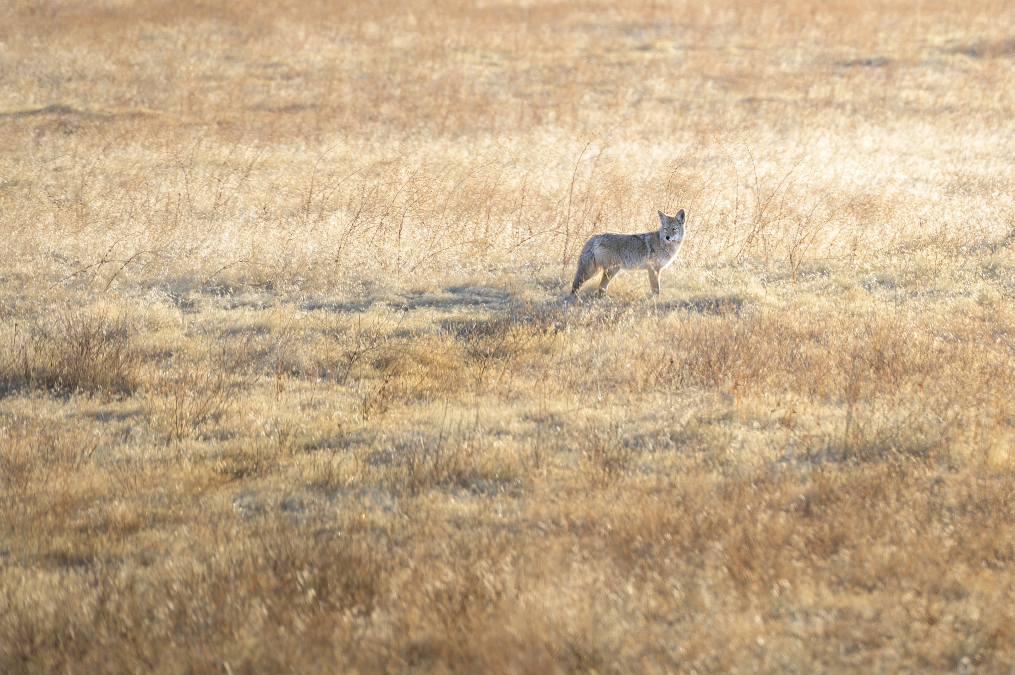 Wolf on Grassland · Free Stock Photo
