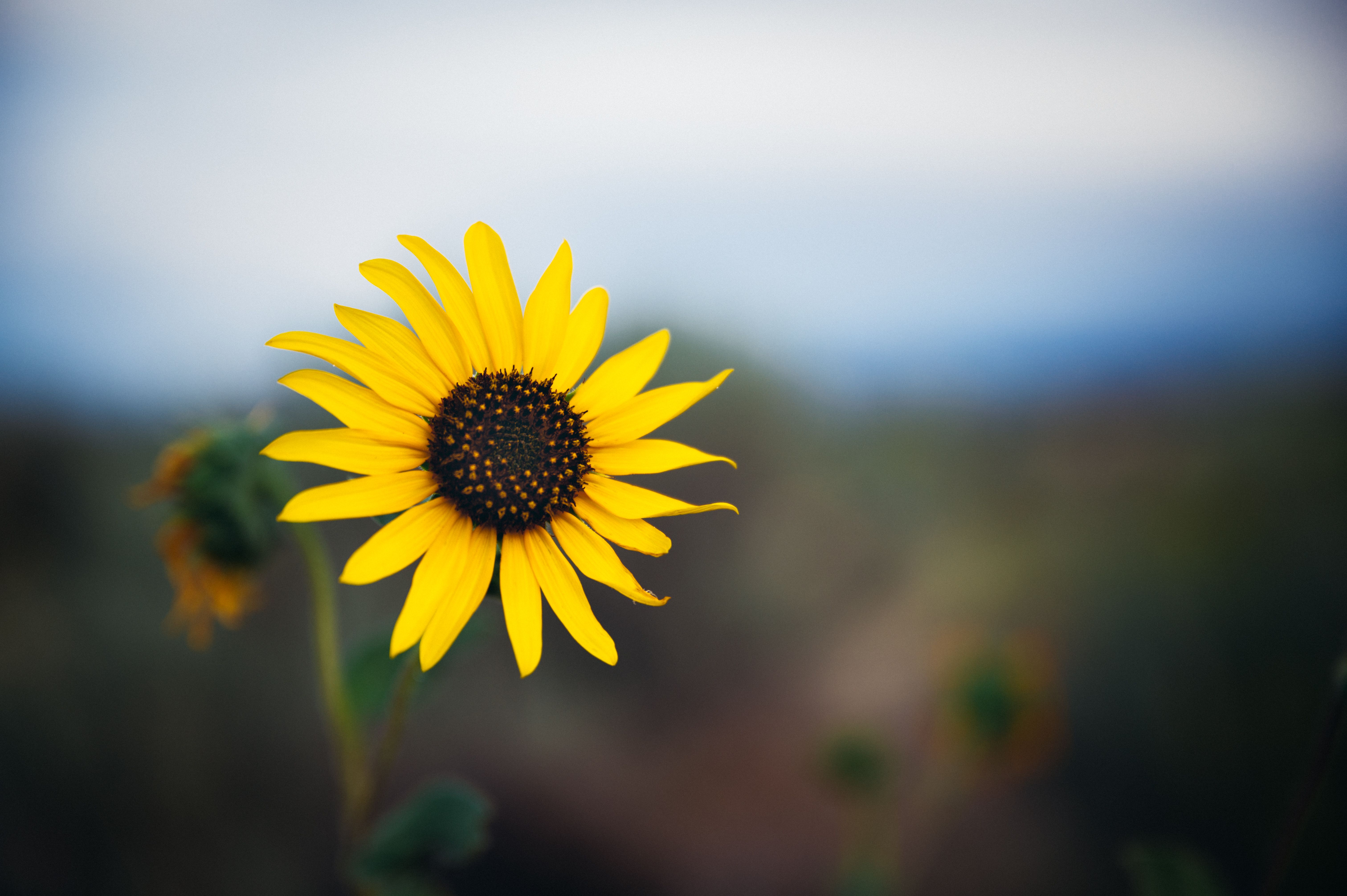 Solar Energy Color: Green Photos, Download The BEST Free Solar Energy ...
