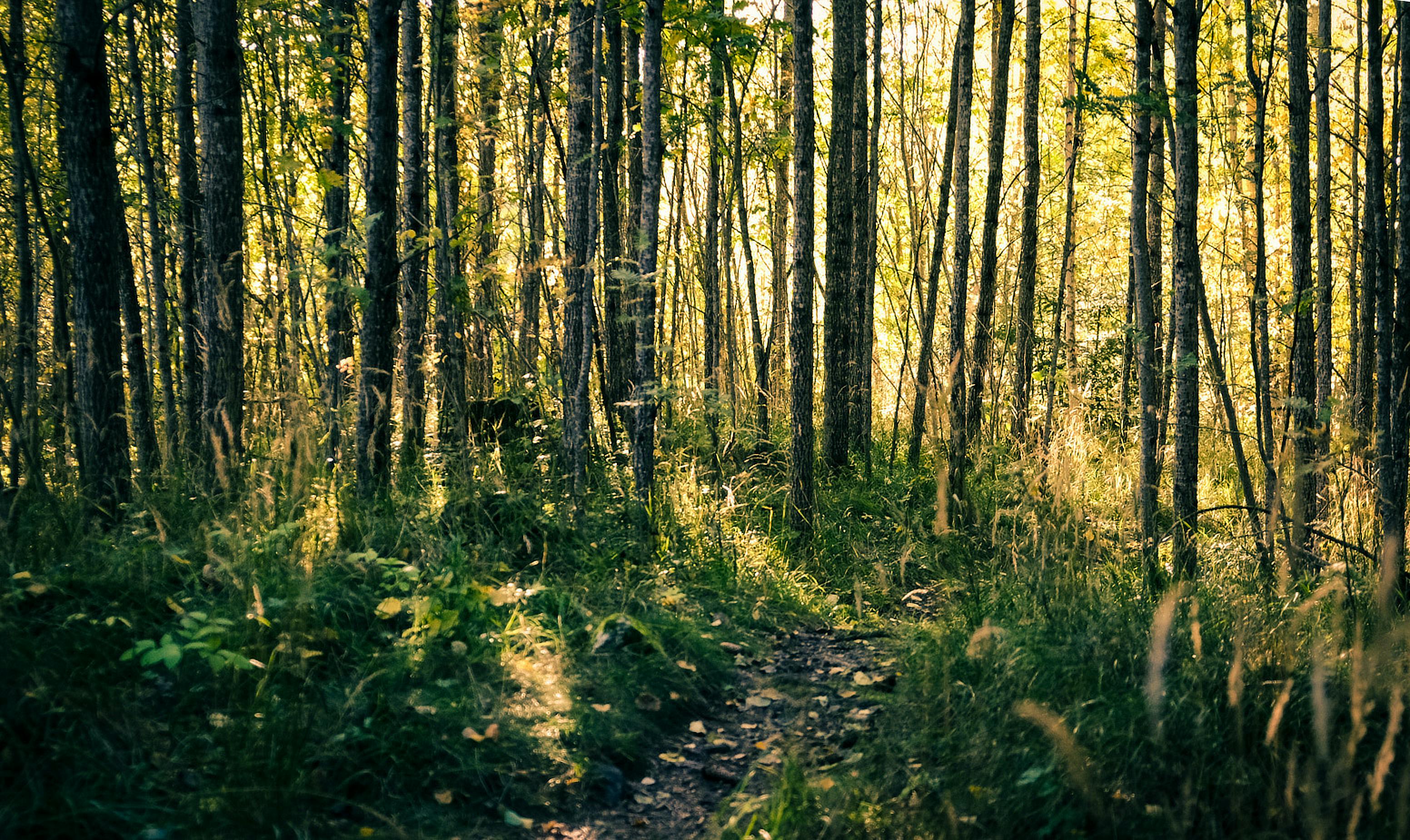 Green Trees in the Forest · Free Stock Photo