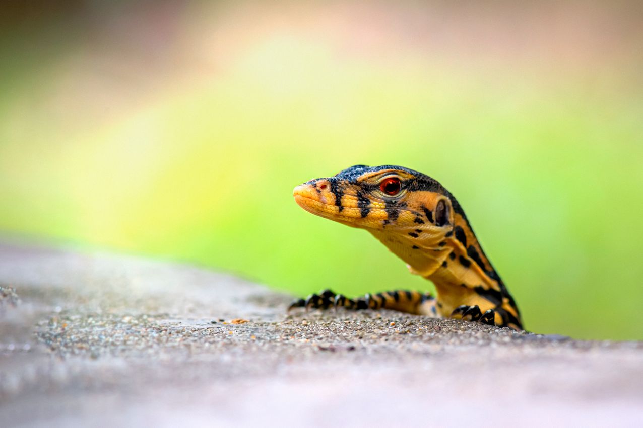Are monitor lizards venomous and can they harm you?
